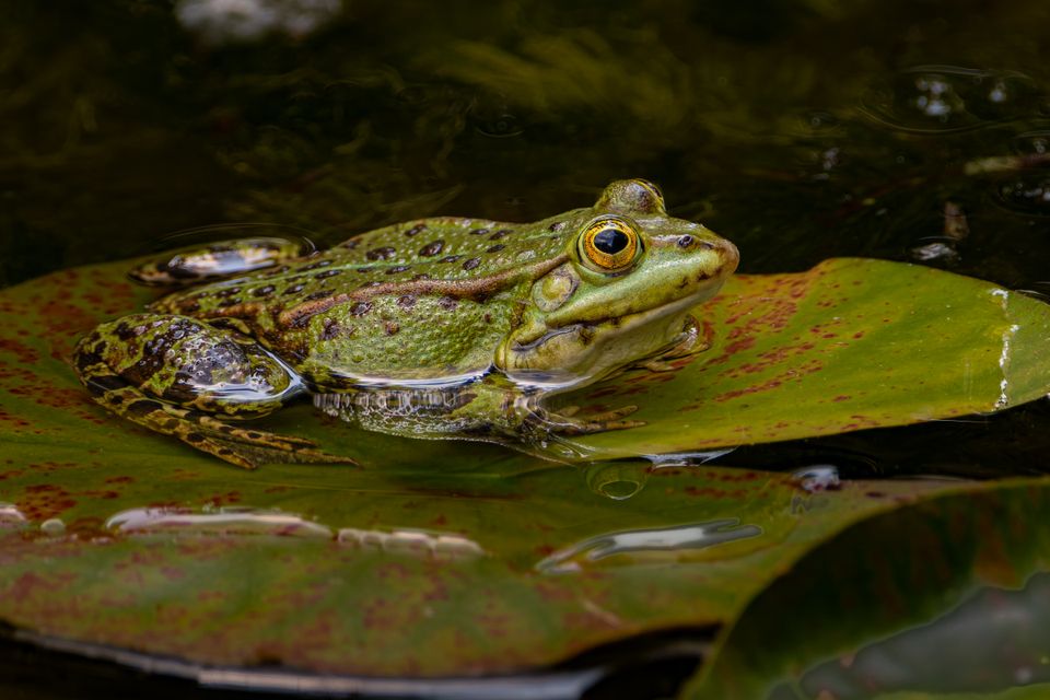 Amphibians of Australia: Meet the Country's Frogs & Toads