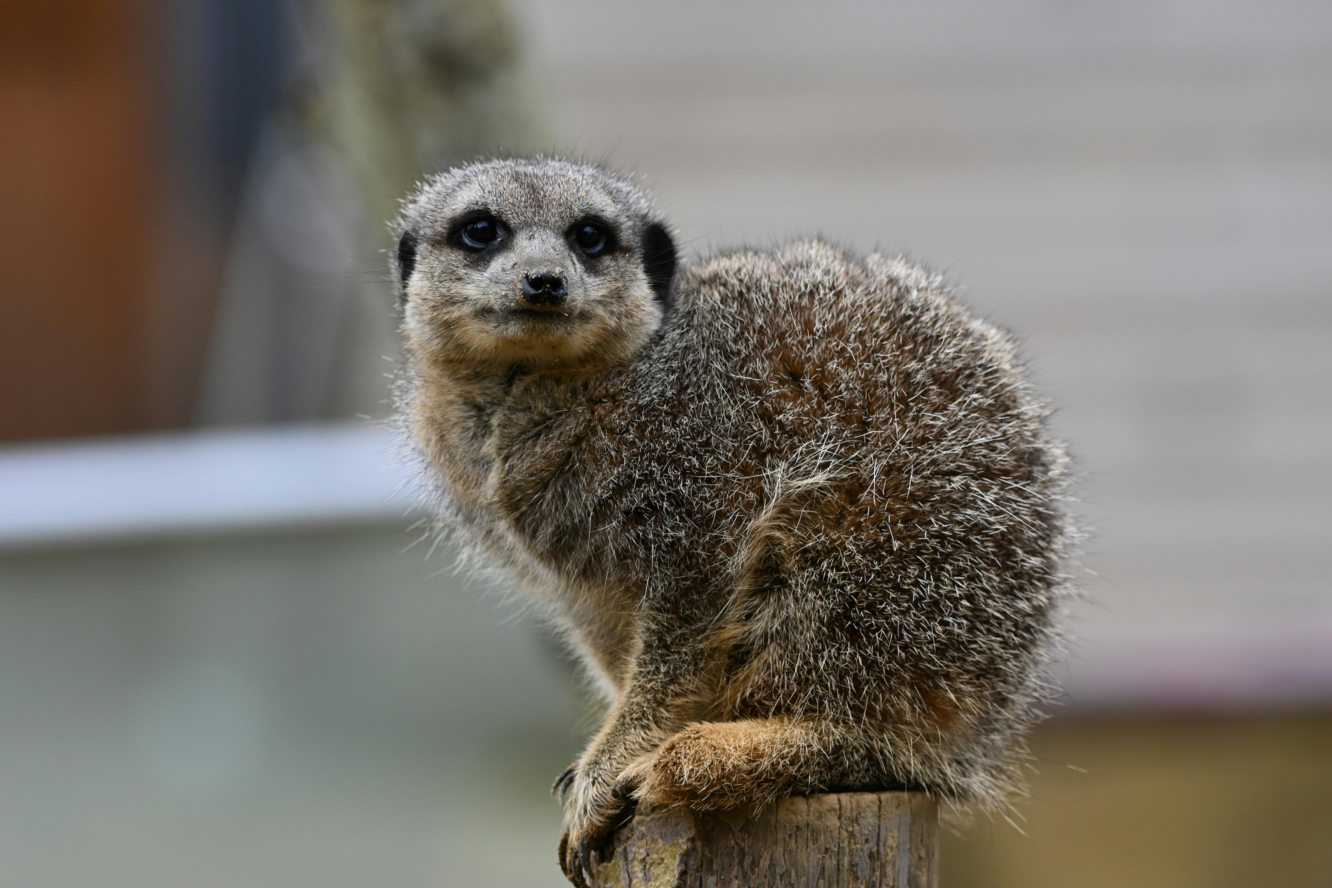 Curious Meerkat Perched on Wooden Post · Free Stock Photo