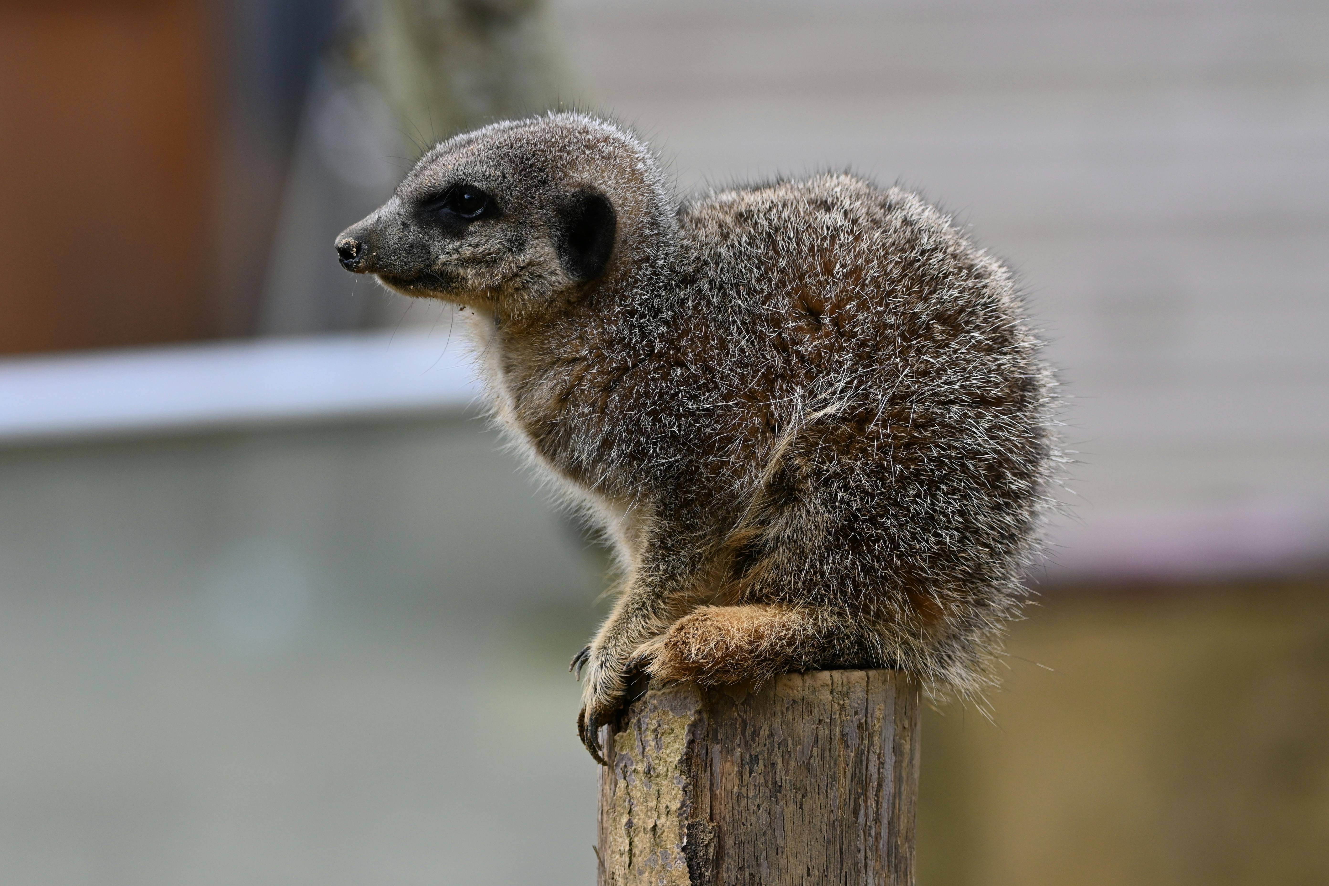 Adorable Meerkat Perched on Wooden Post · Free Stock Photo