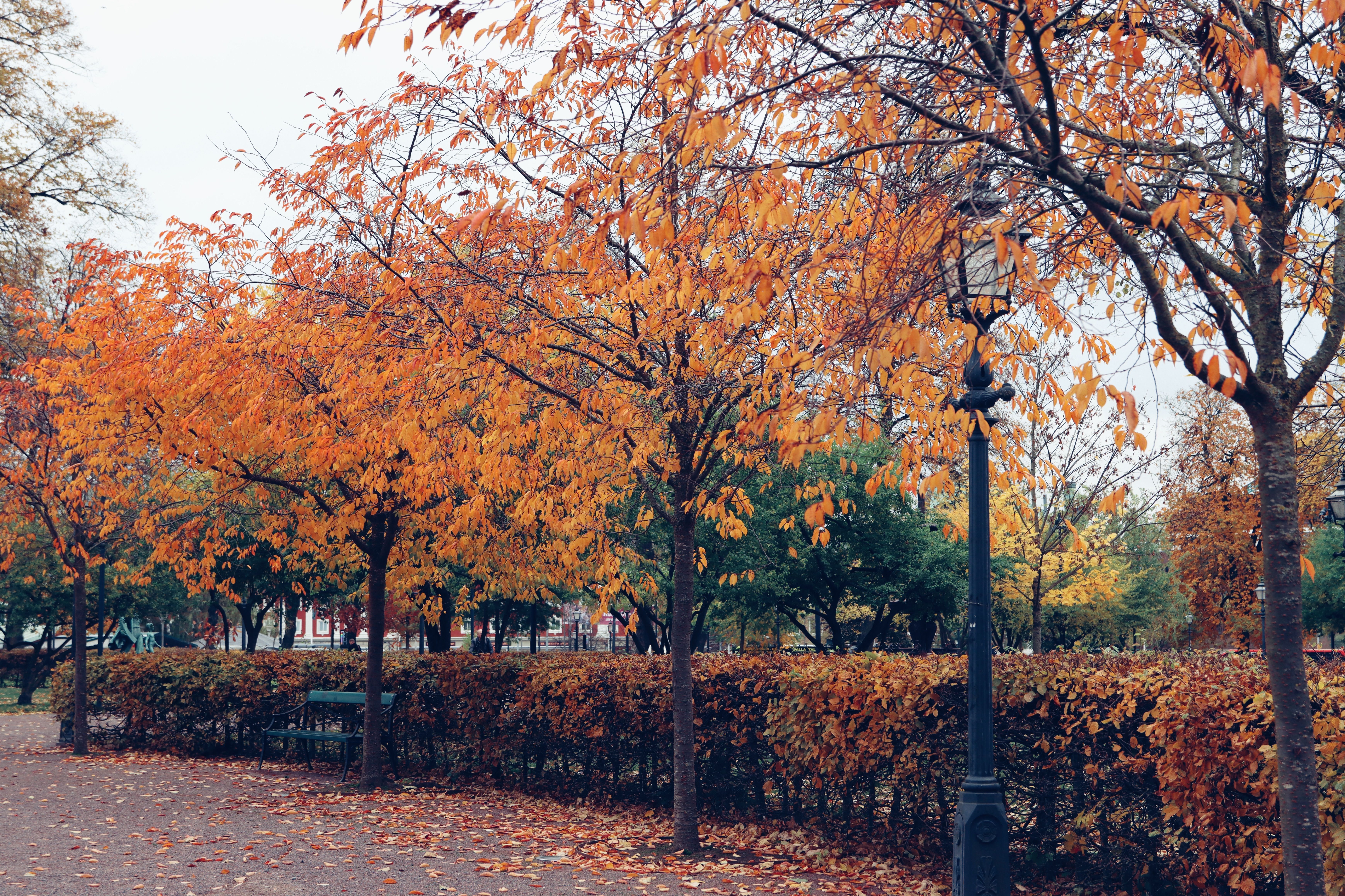 Autumn Foliage in Jönköping, Sweden Park · Free Stock Photo