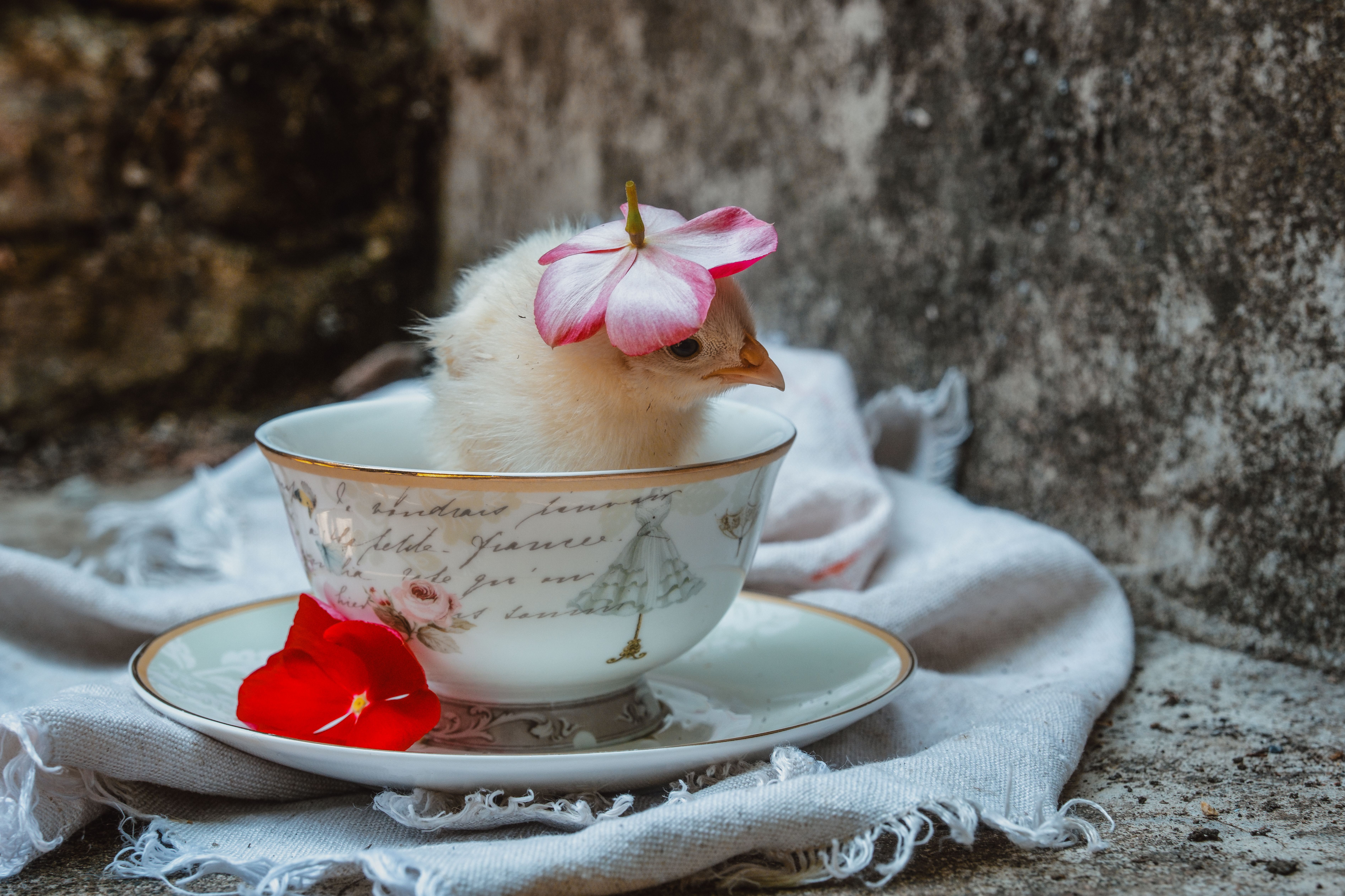 Adorable Chick in Teacup with Flower Hat · Free Stock Photo