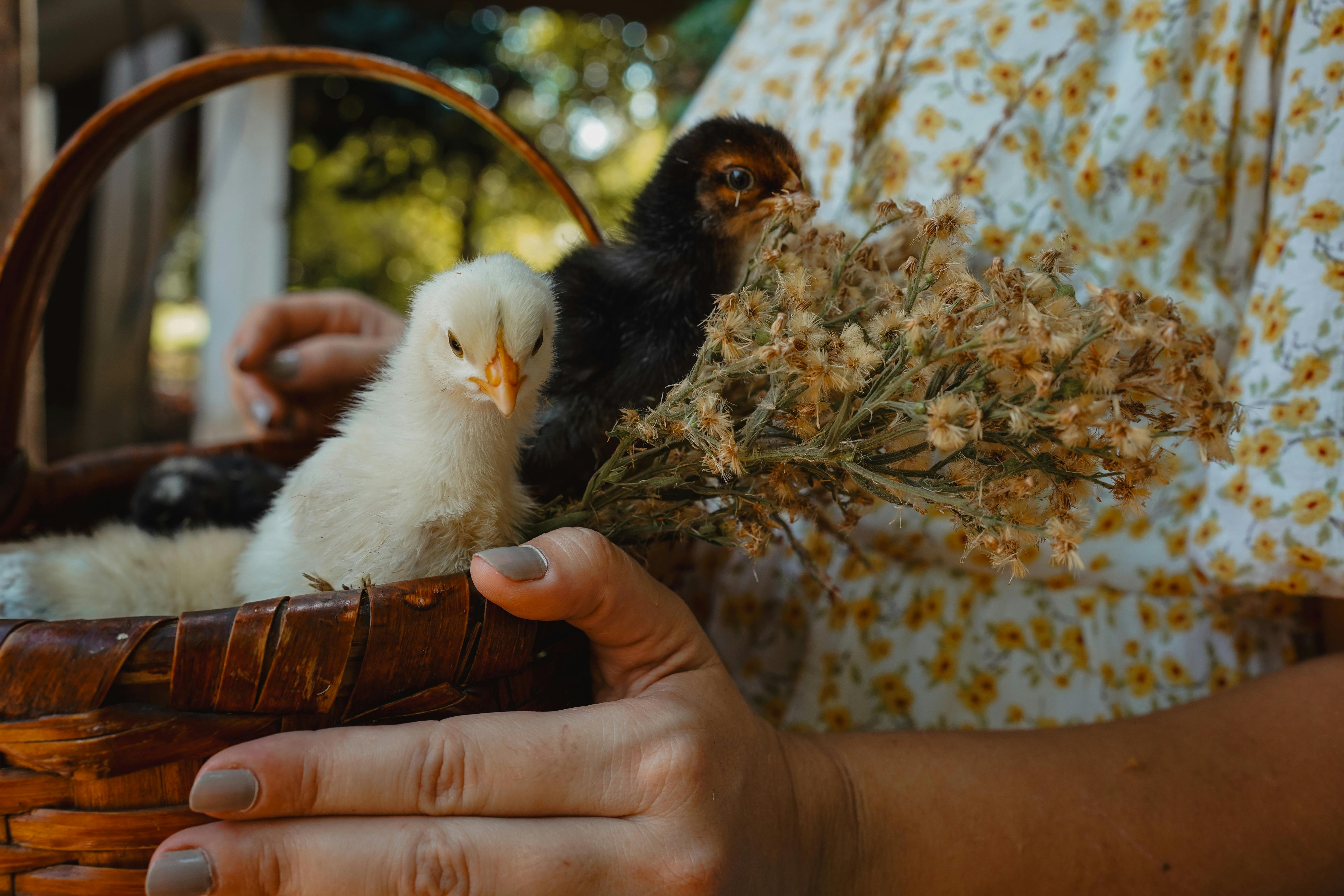 Photo gratuite de adorable, affection, agriculture, animaux de ...