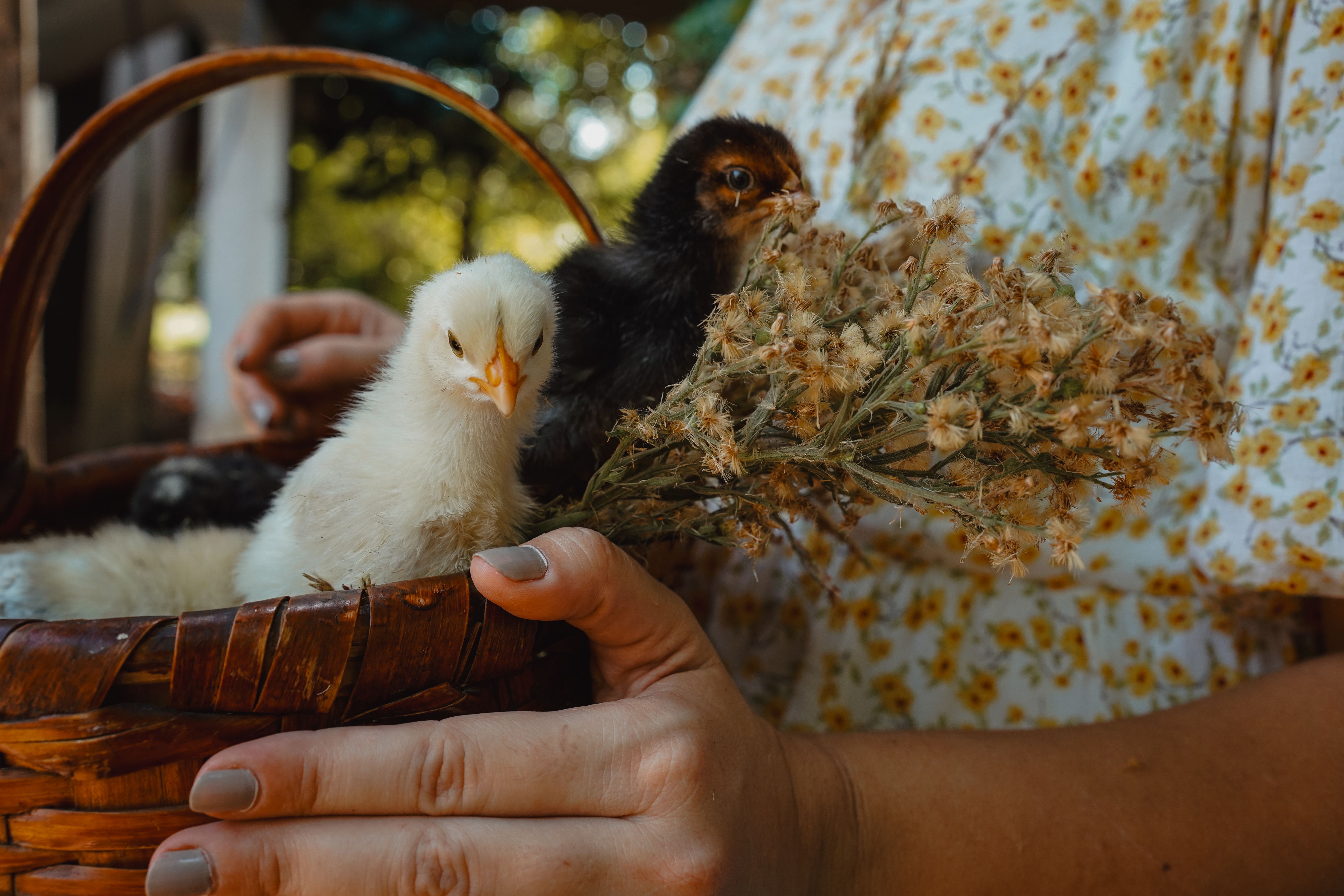 Hatch Chicken Photos, Download The BEST Free Hatch Chicken Stock Photos ...