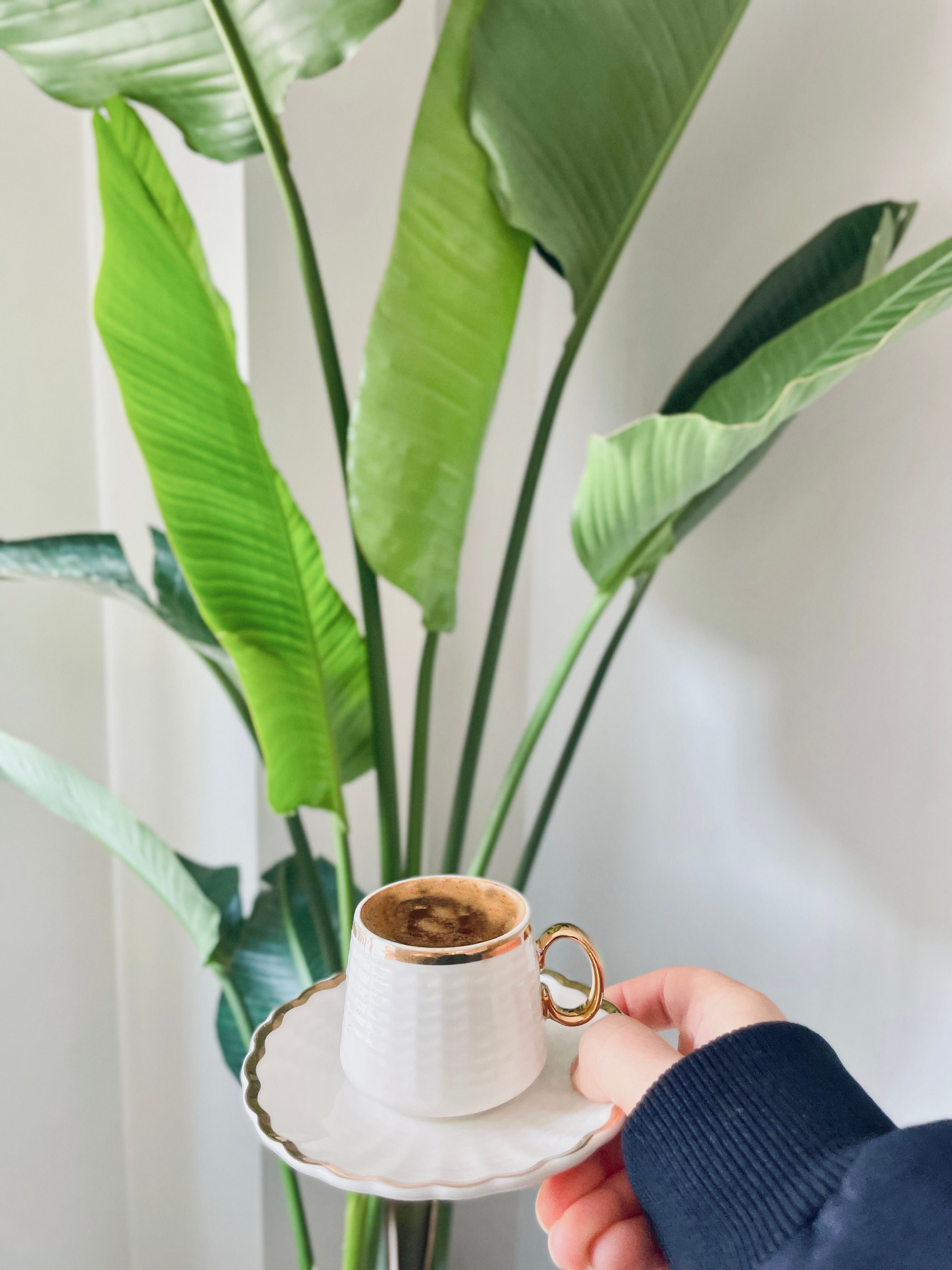 Elegant Coffee Cup with Tropical Plant Background · Free Stock Photo