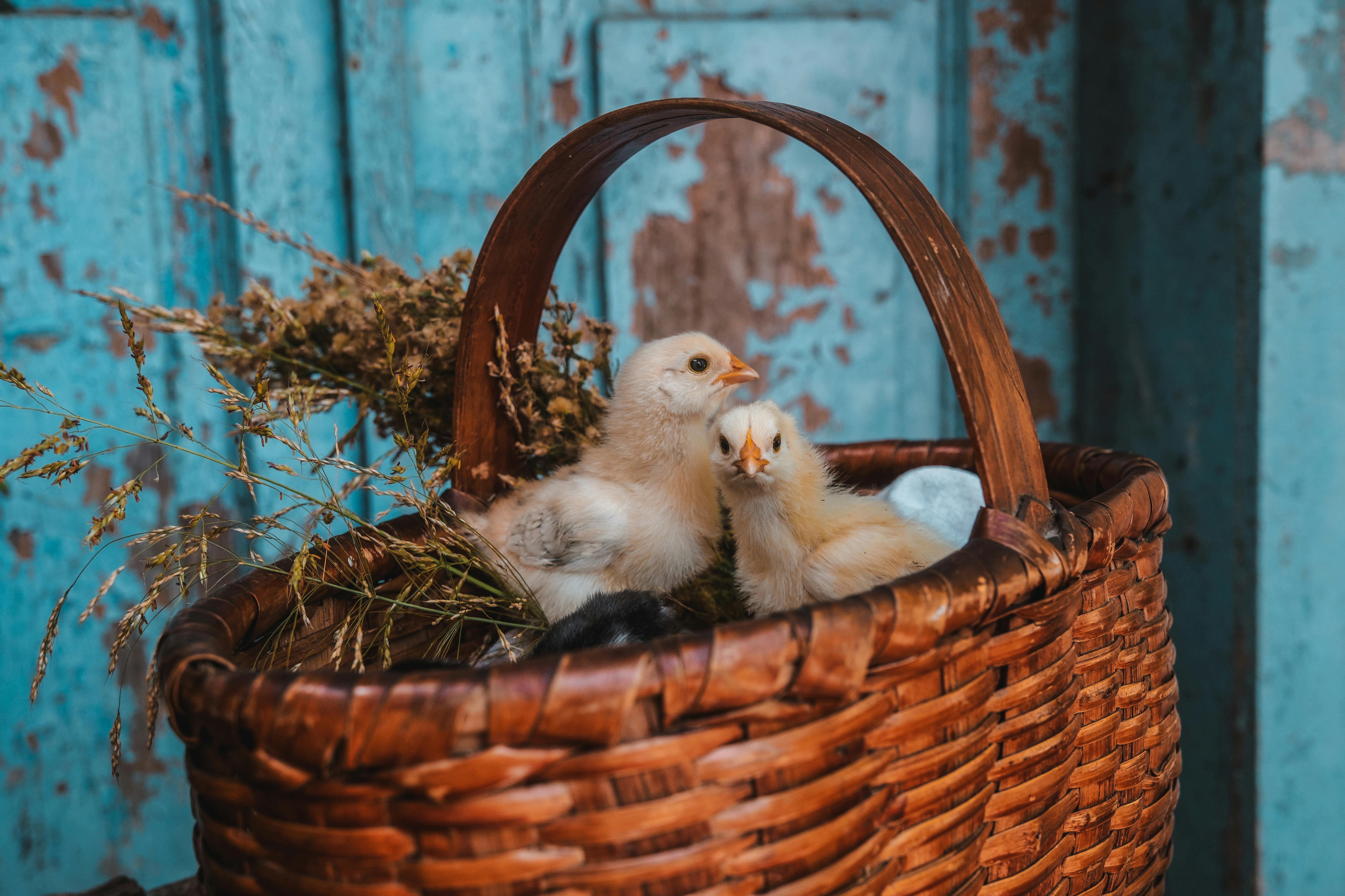 Adorable Chicks in a Rustic Basket · Free Stock Photo
