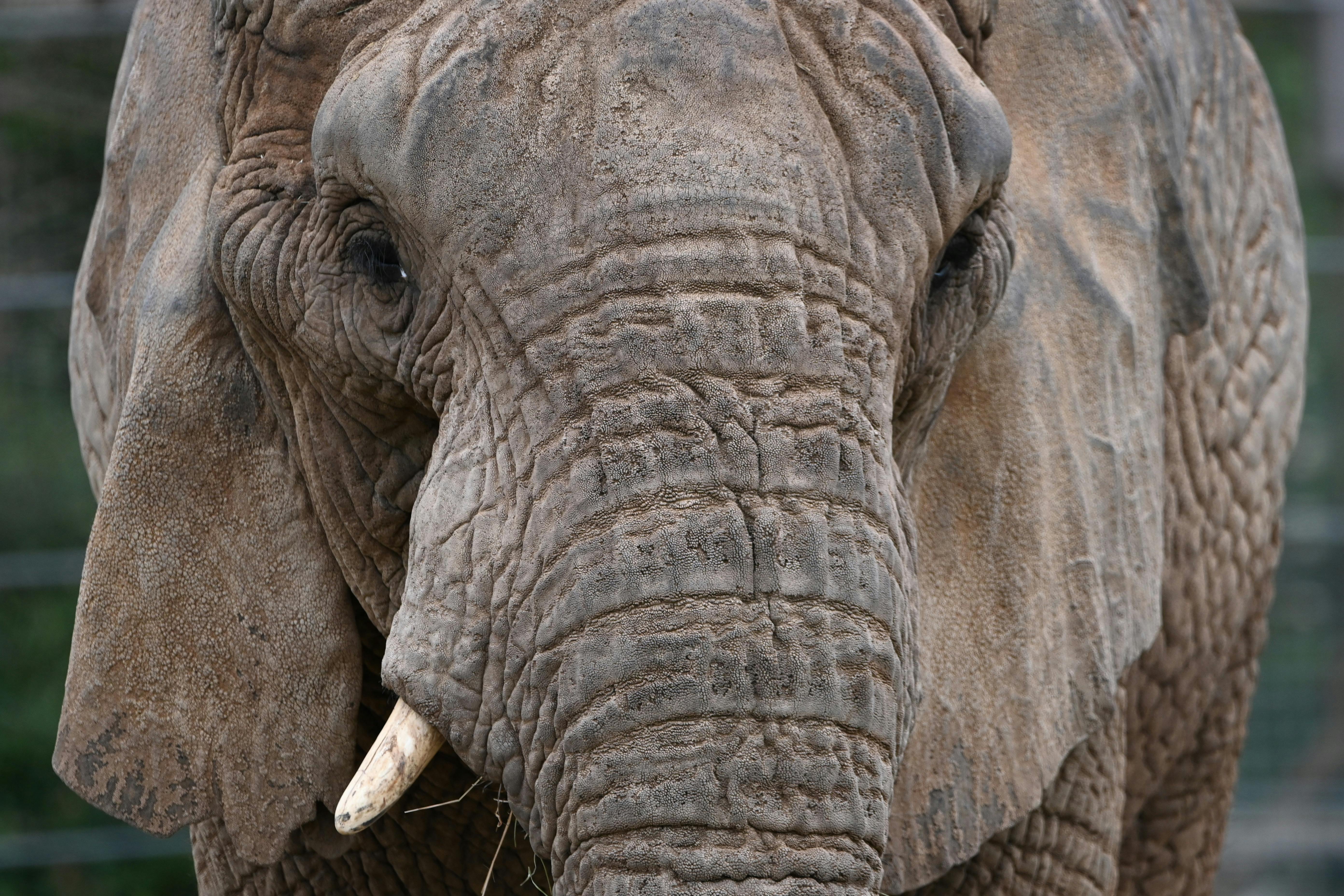 Rhinarium Photos, Download The BEST Free Rhinarium Stock Photos & HD Images