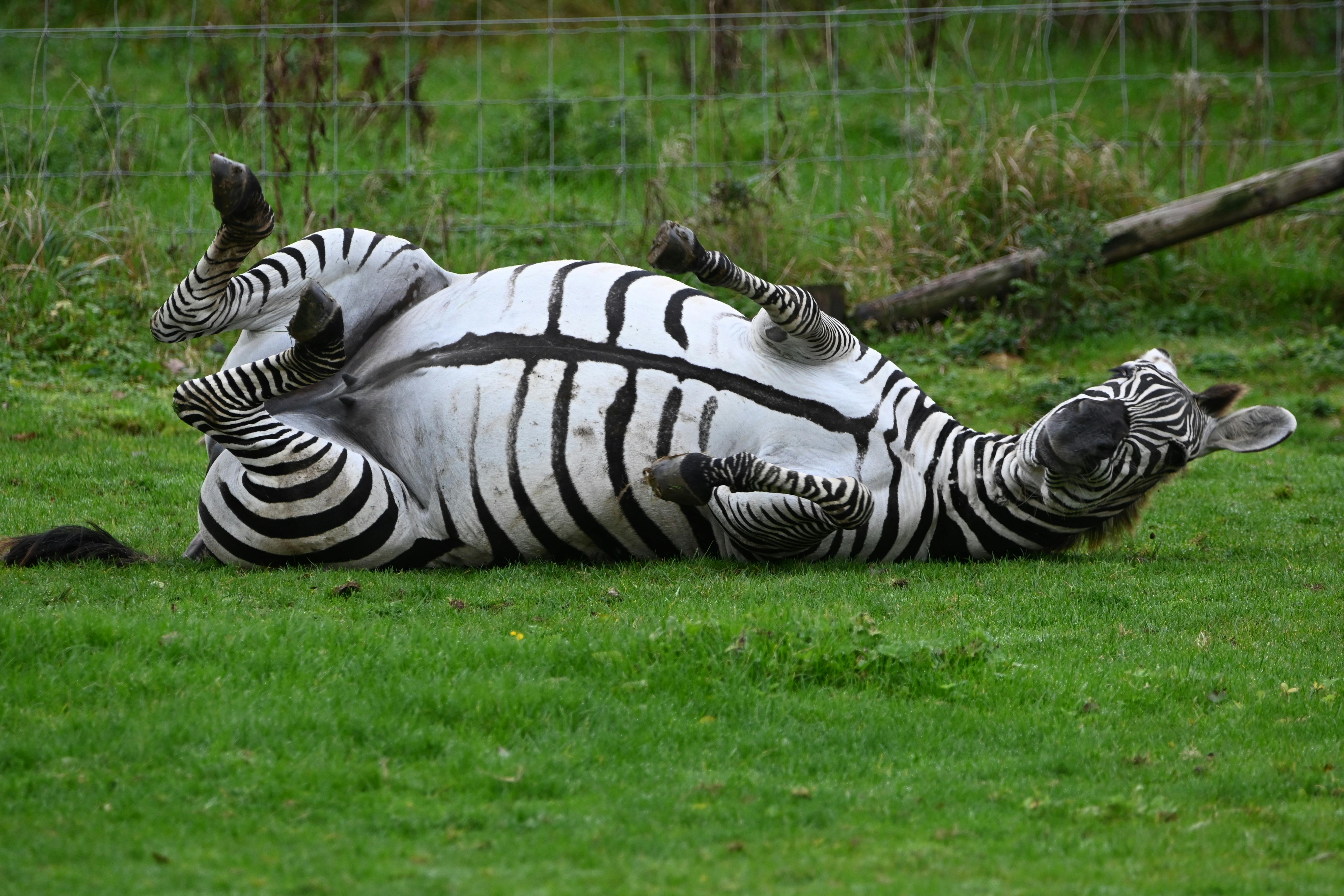 Playful Zebra Rolling in Green Grassland · Free Stock Photo