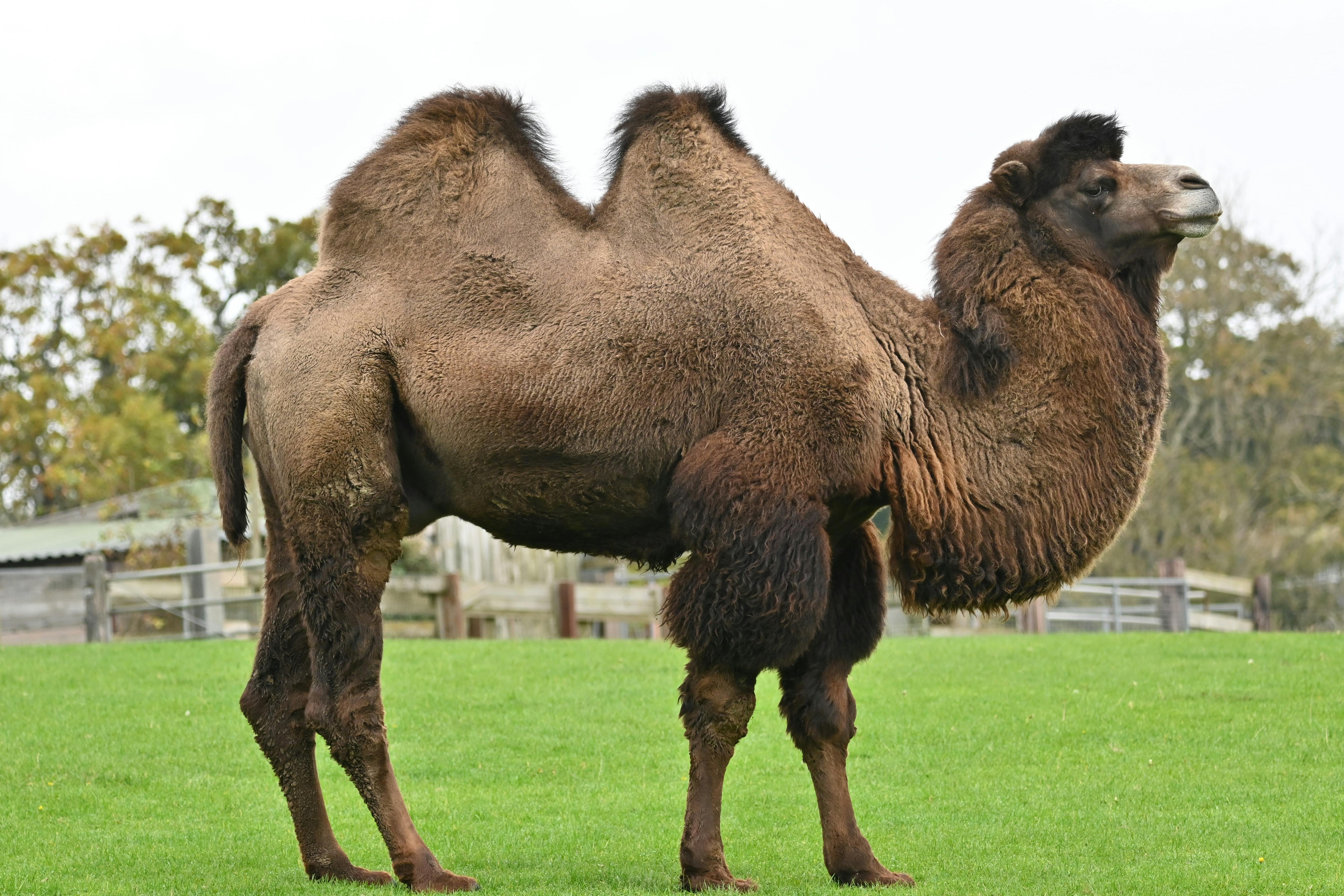 Majestic Bactrian Camel in Lush Outdoor Setting · Free Stock Photo
