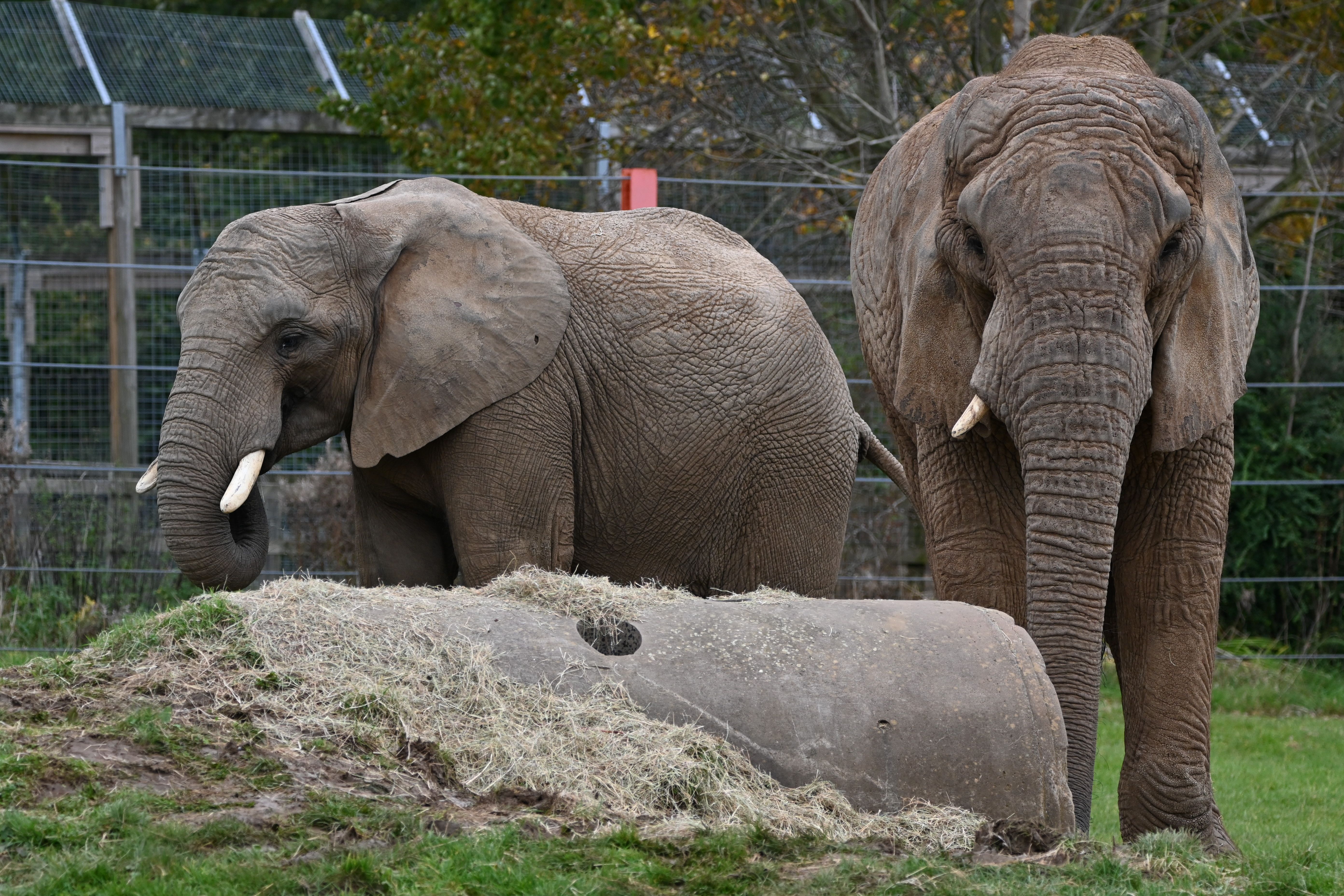 Two African Elephants in a Zoo Enclosure · Free Stock Photo