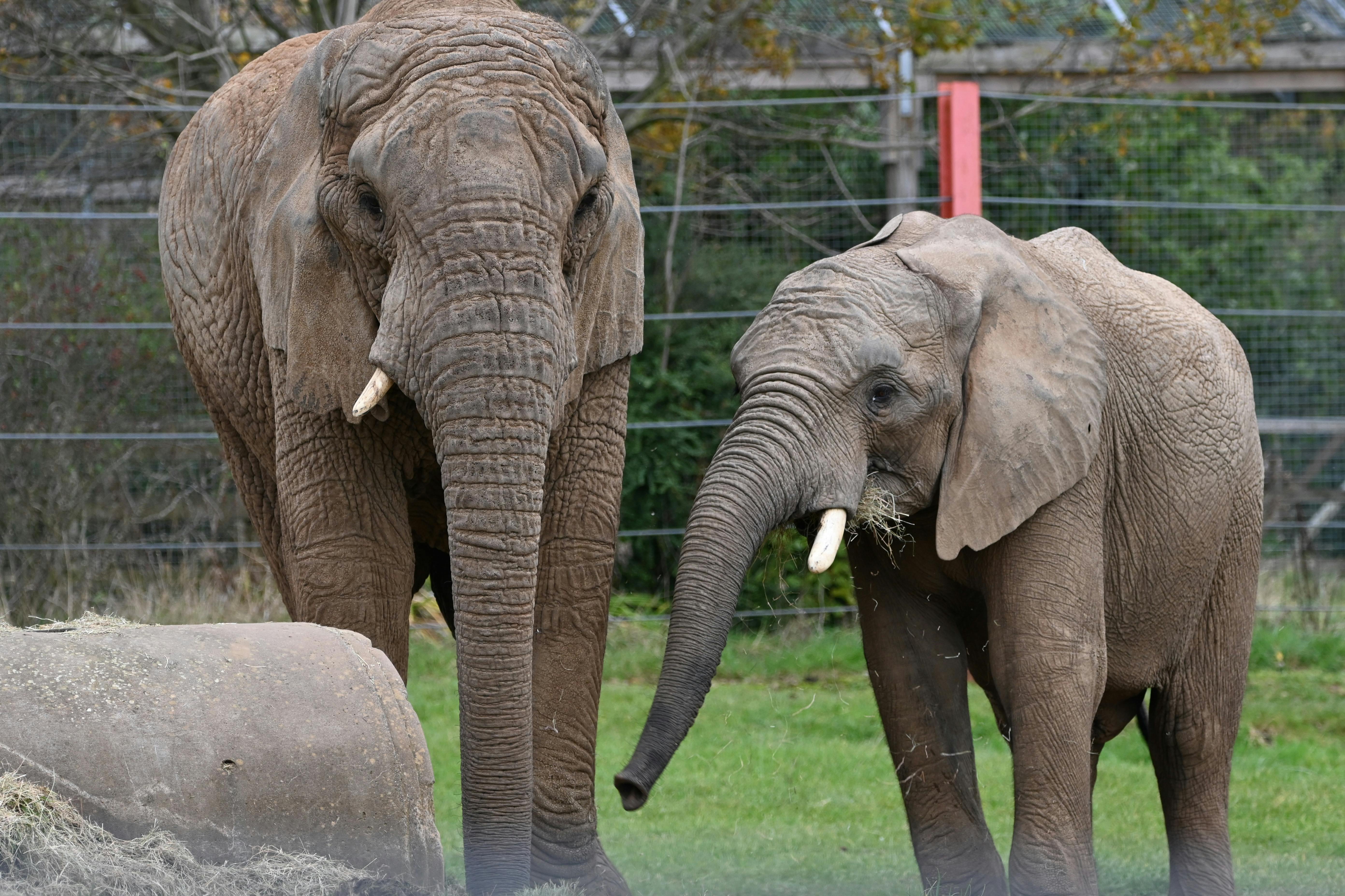 African Elephants in a Wildlife Sanctuary · Free Stock Photo
