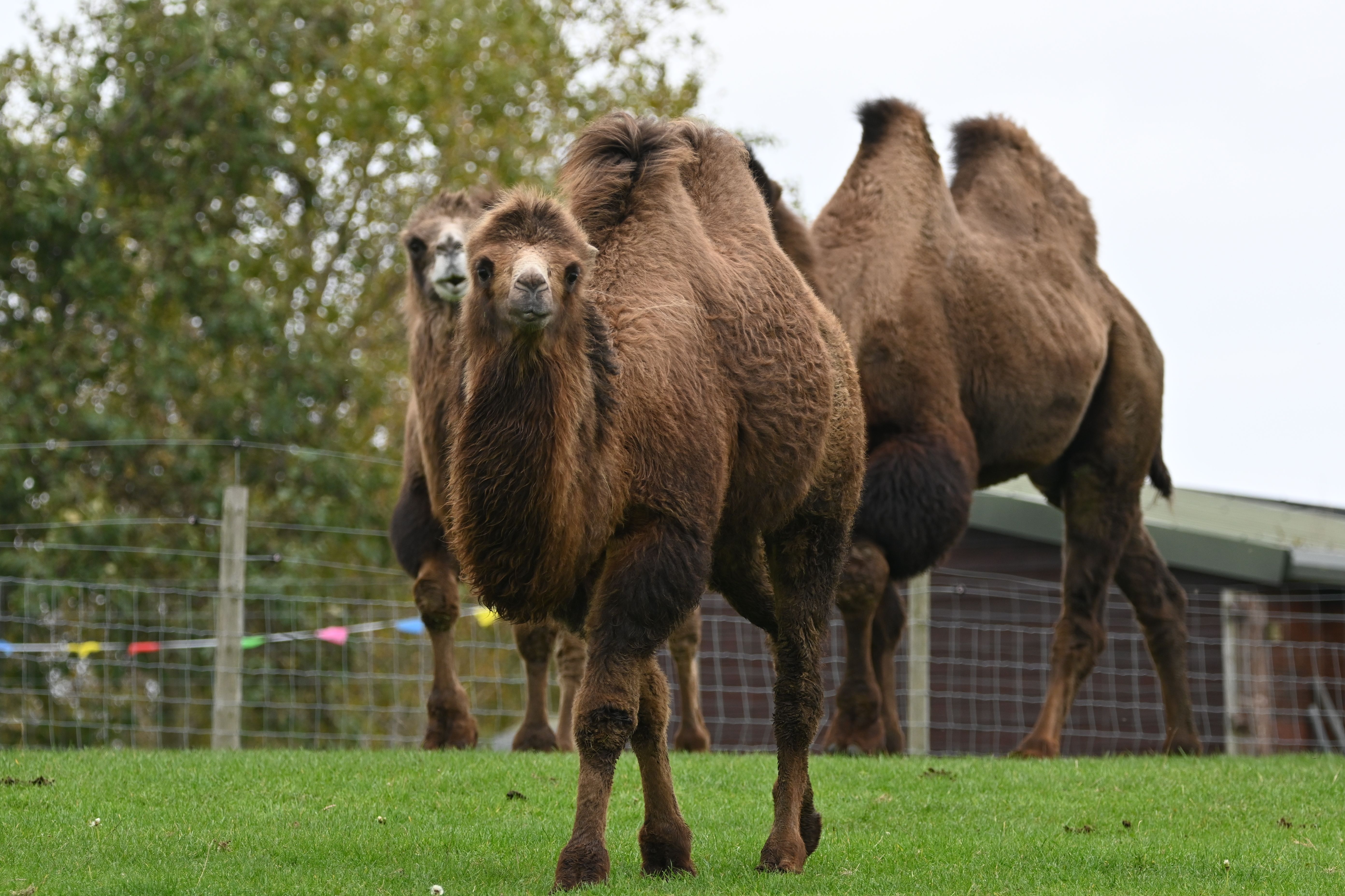 Bactrian Camels Grazing on a Farm Field · Free Stock Photo