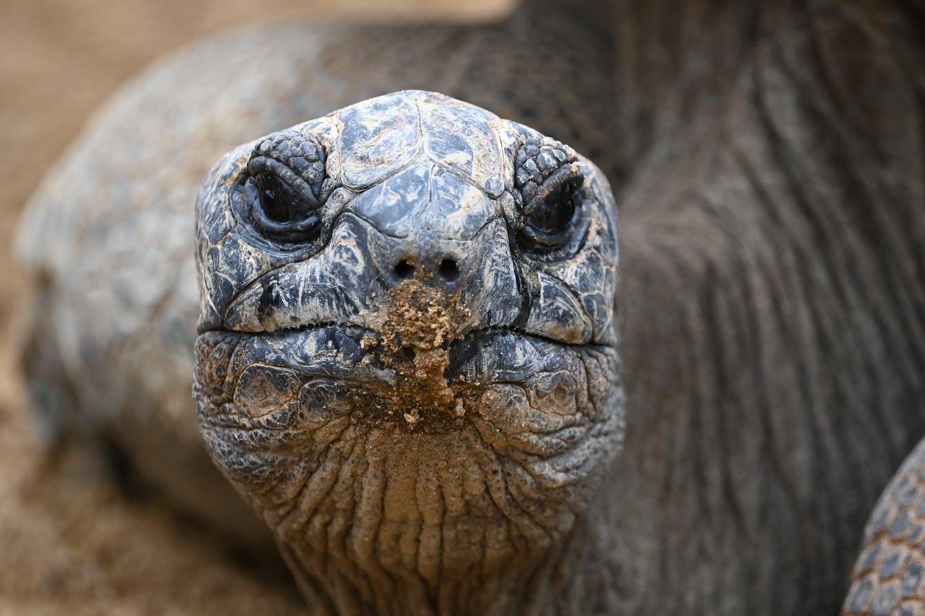 Discover the Amazing World of Prehistoric Reptiles