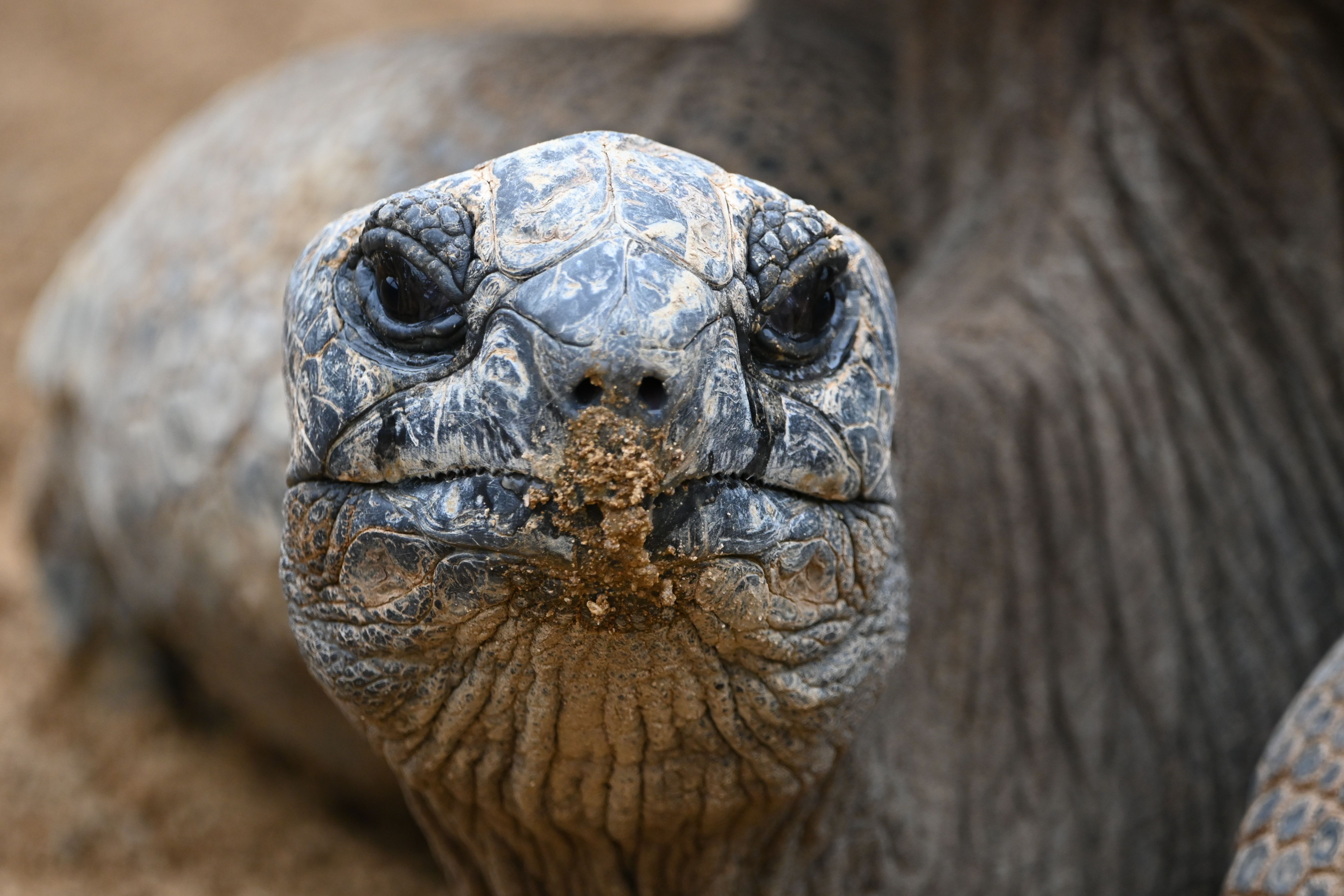 Close-up of an Aldabra Giant Tortoise Head · Free Stock Photo