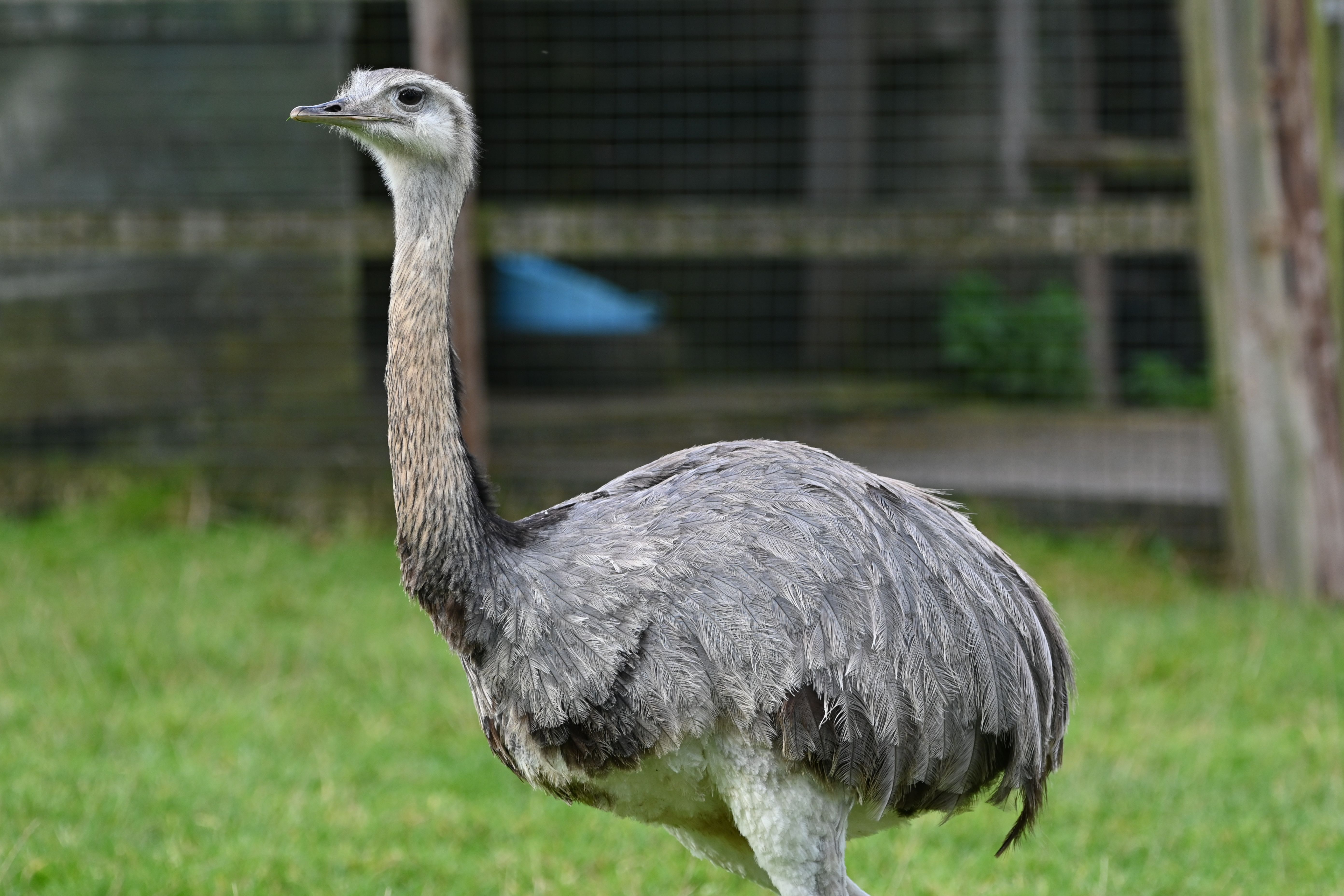 Graceful Rhea Bird in Natural Habitat · Free Stock Photo