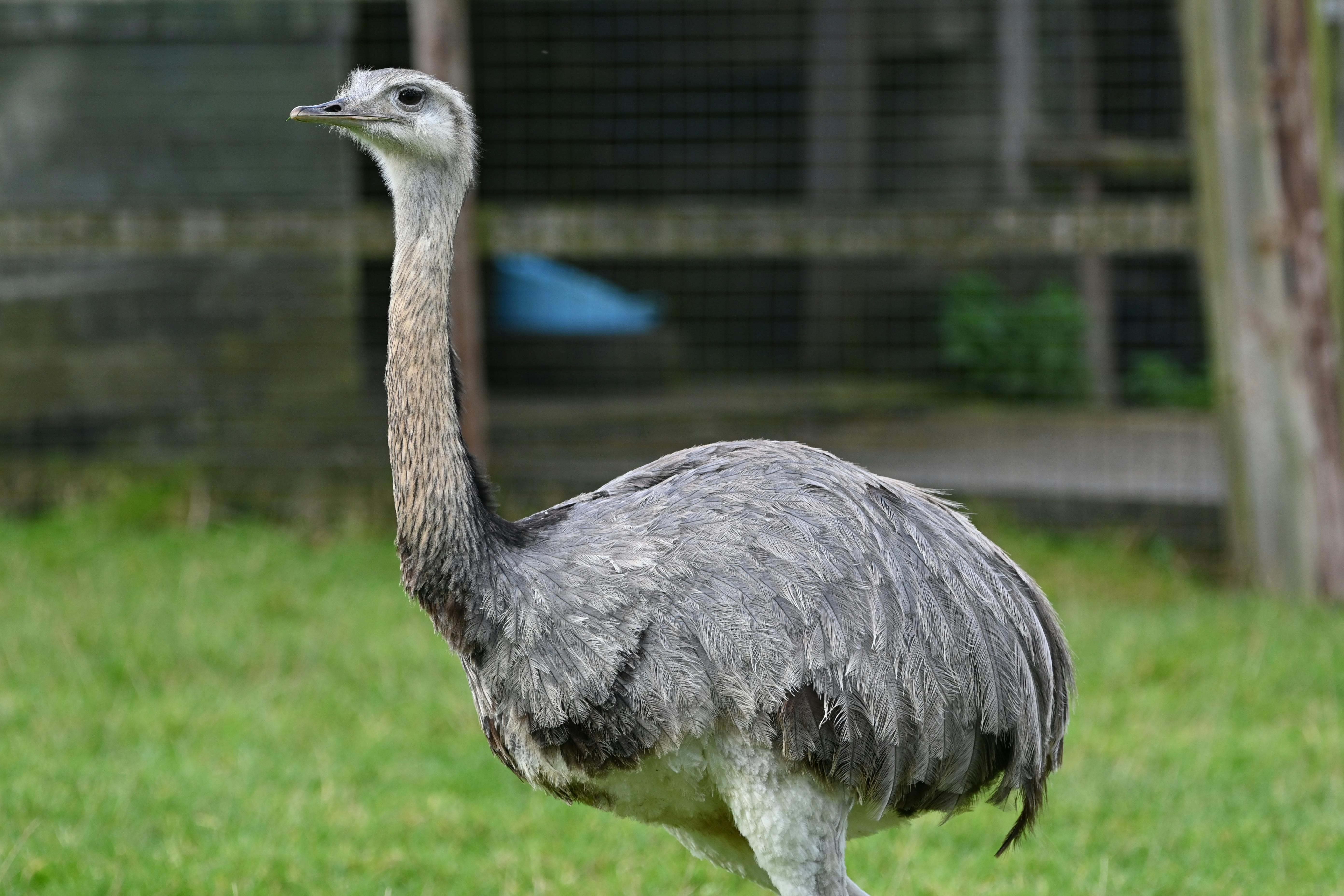 Graceful Rhea Bird in Natural Habitat · Free Stock Photo
