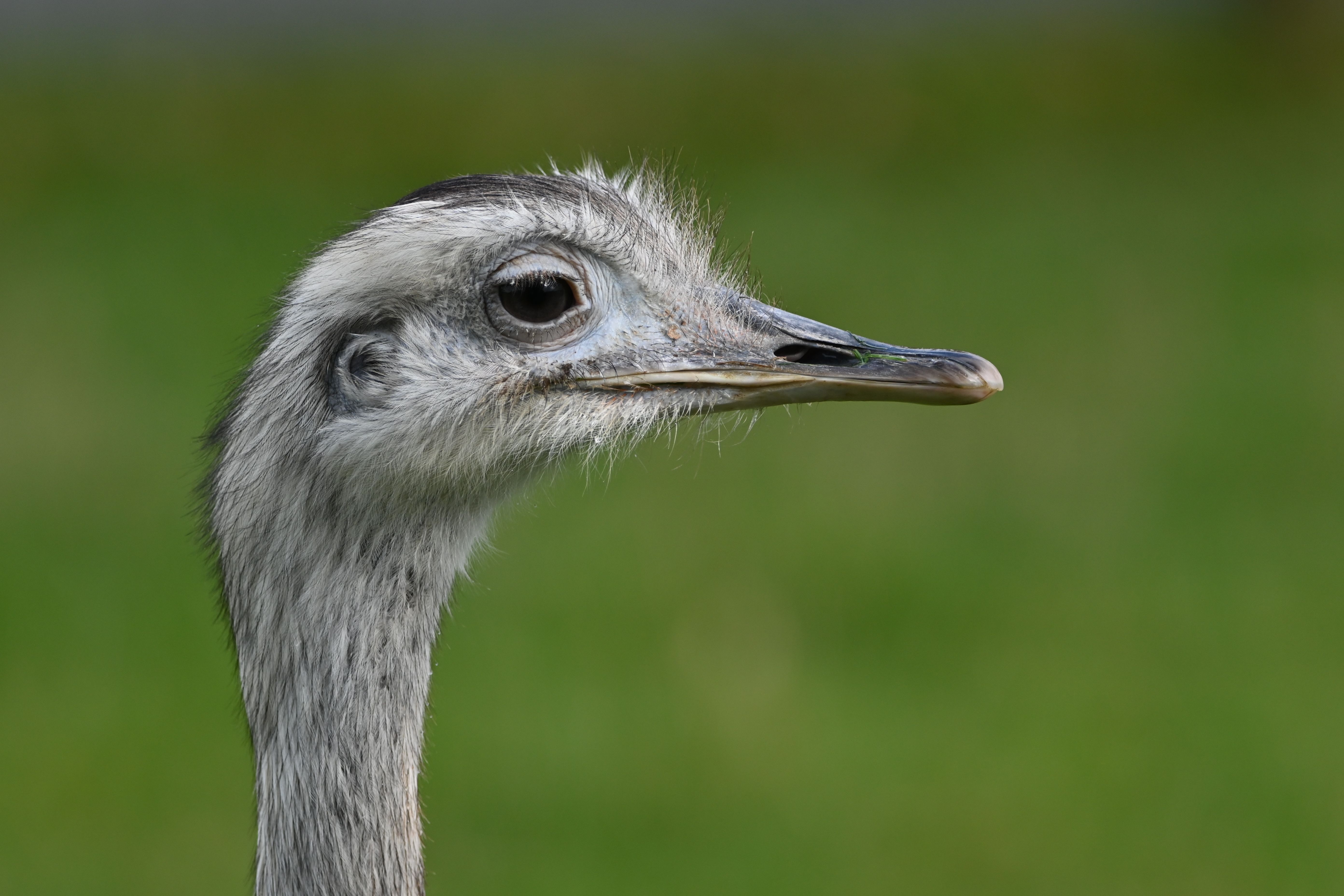 Close Up of Common Ostrich Profile in Nature · Free Stock Photo