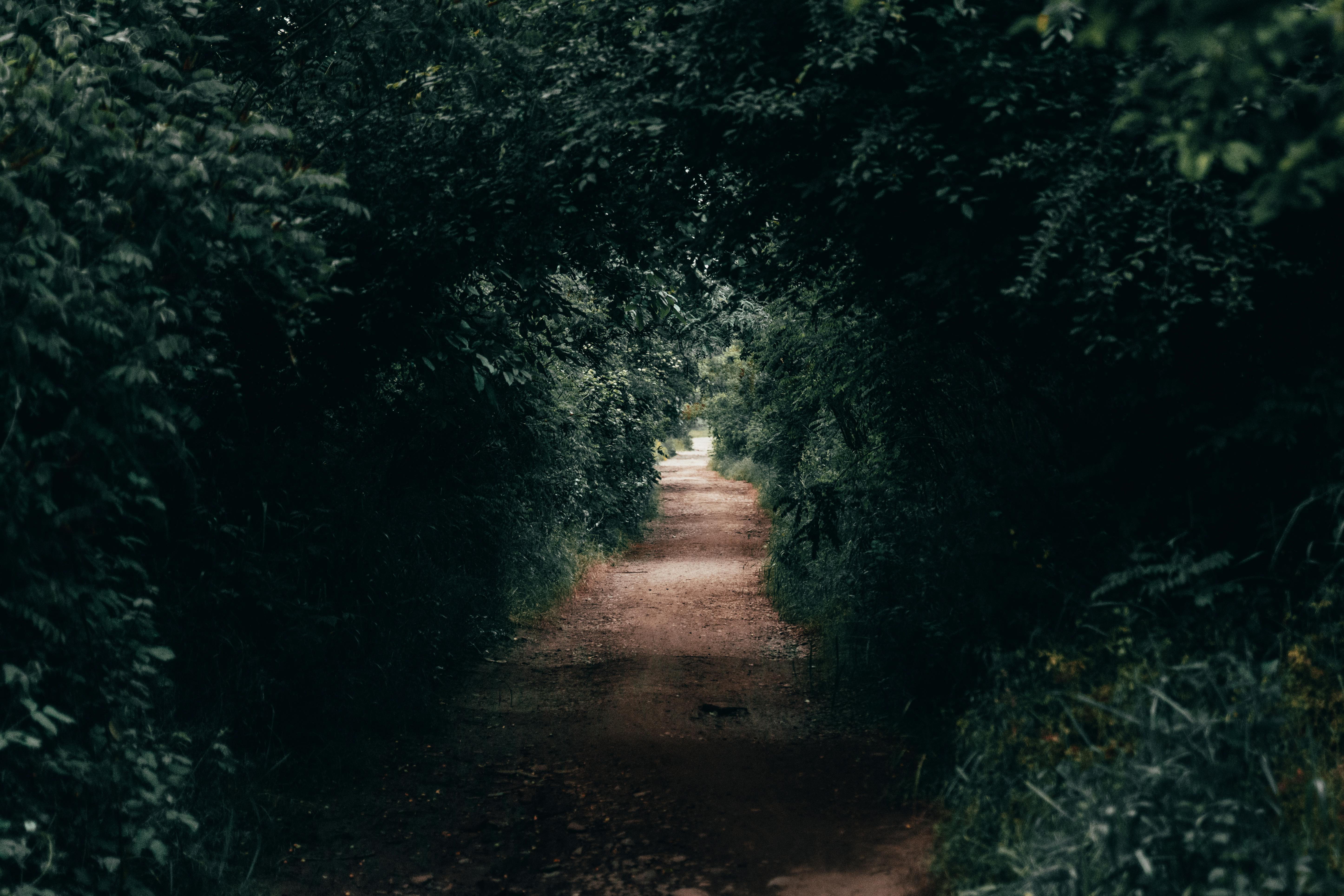 Pathway Between Trees · Free Stock Photo