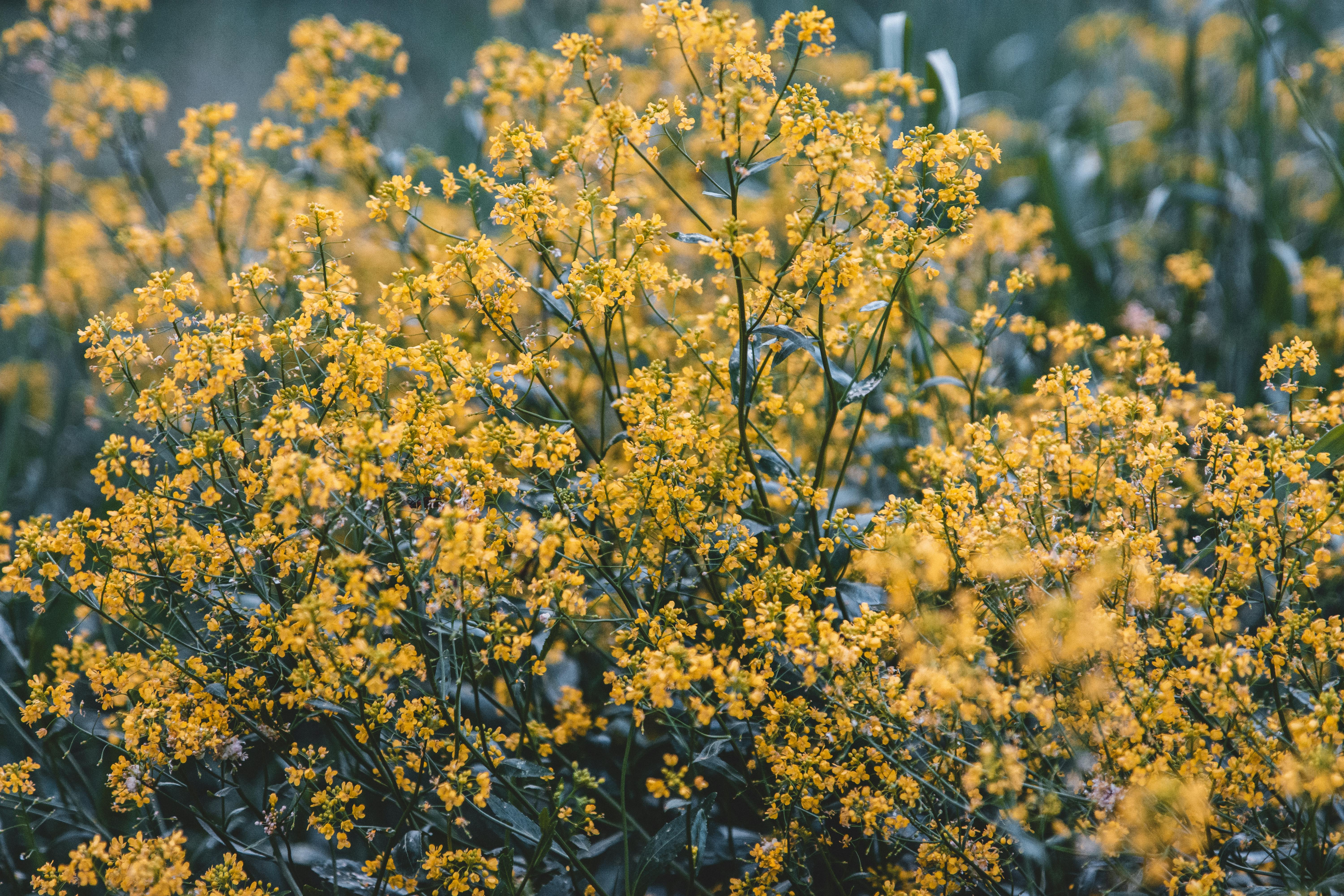 Yellow Blooming Flowers · Free Stock Photo