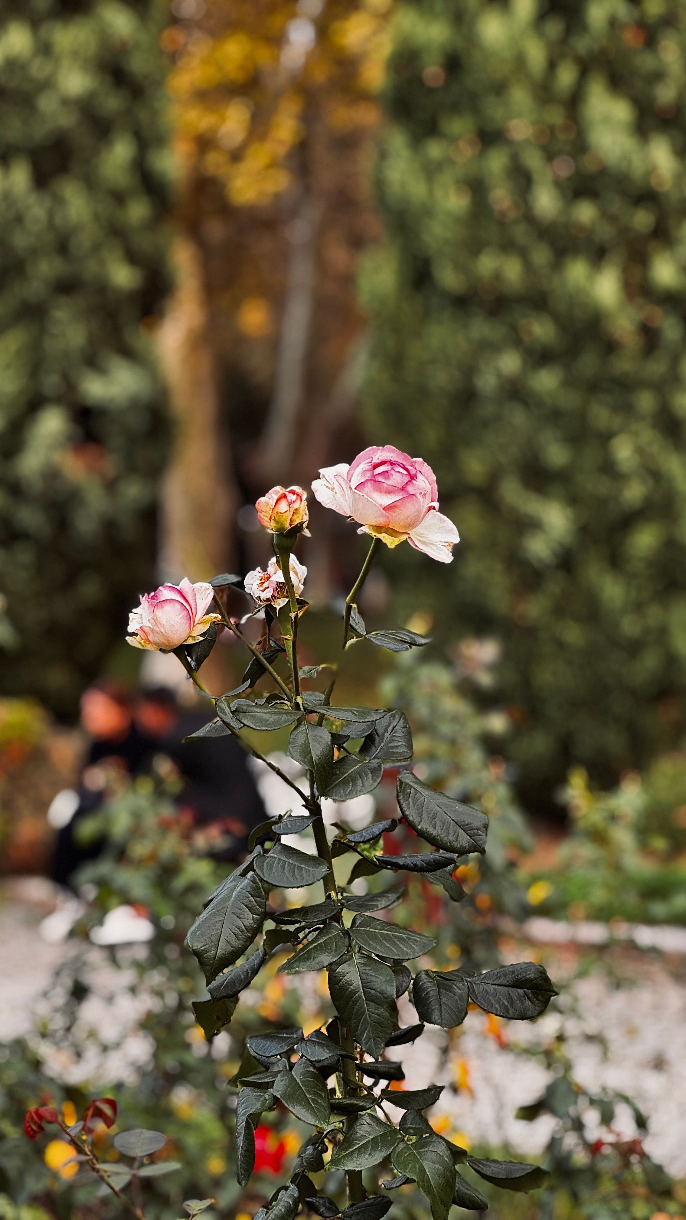 Close-up of Pink Rose Blooming in Garden · Free Stock Photo