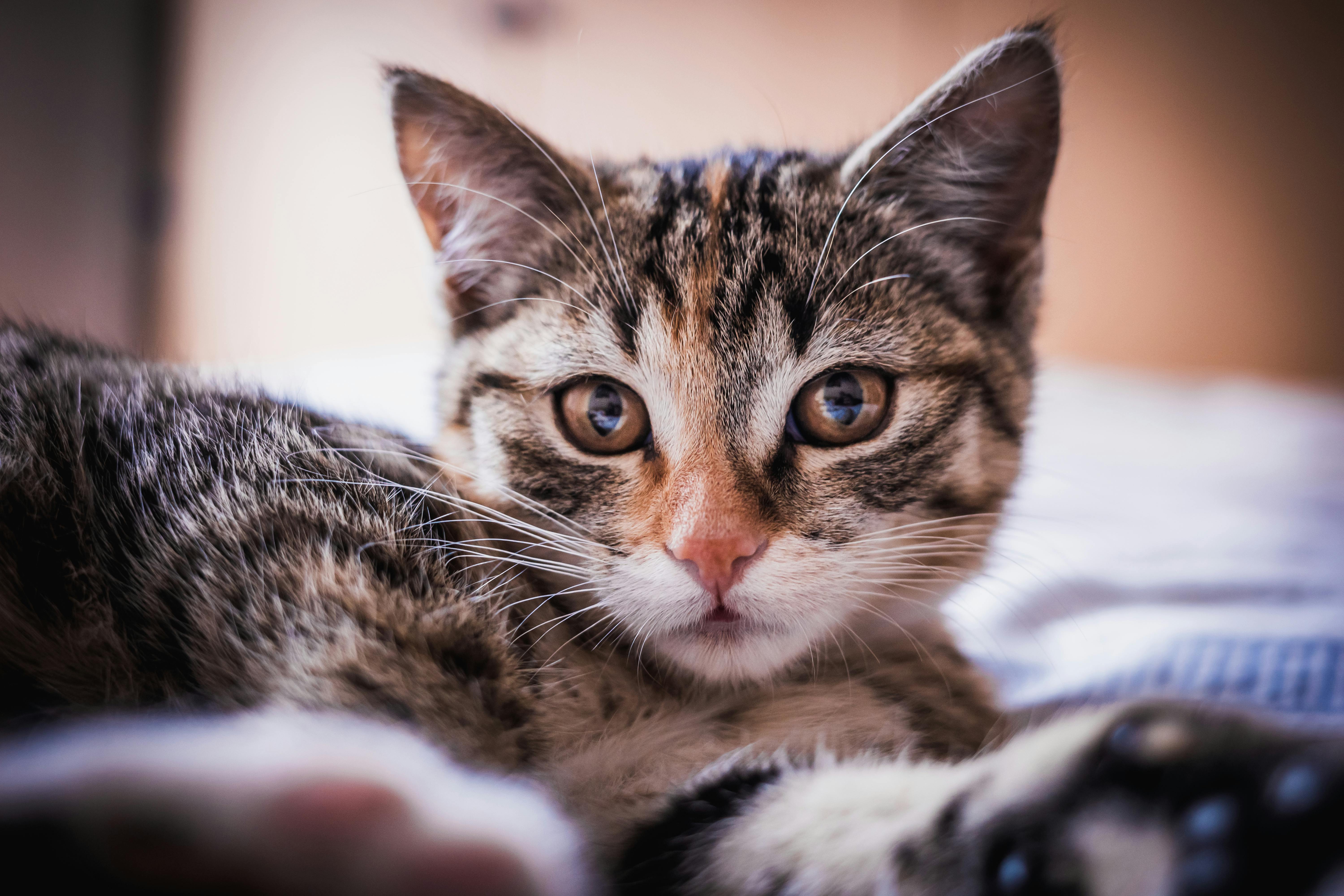 Potret Close Up Kucing Tabby Yang Santai Di Dalam Ruangan · Foto Stok ...