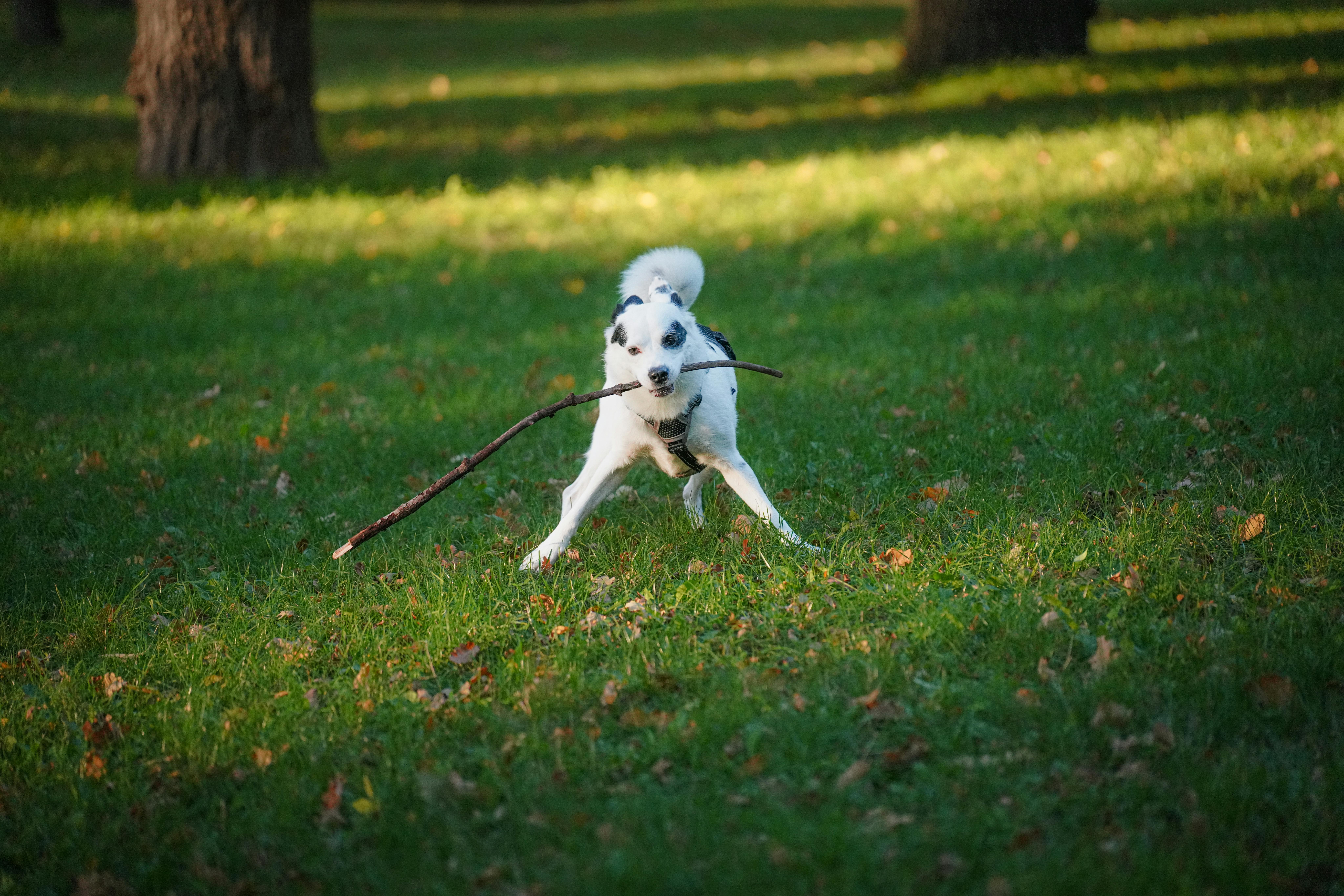 Playful Dog Fetching Stick in Sunny Park · Free Stock Photo