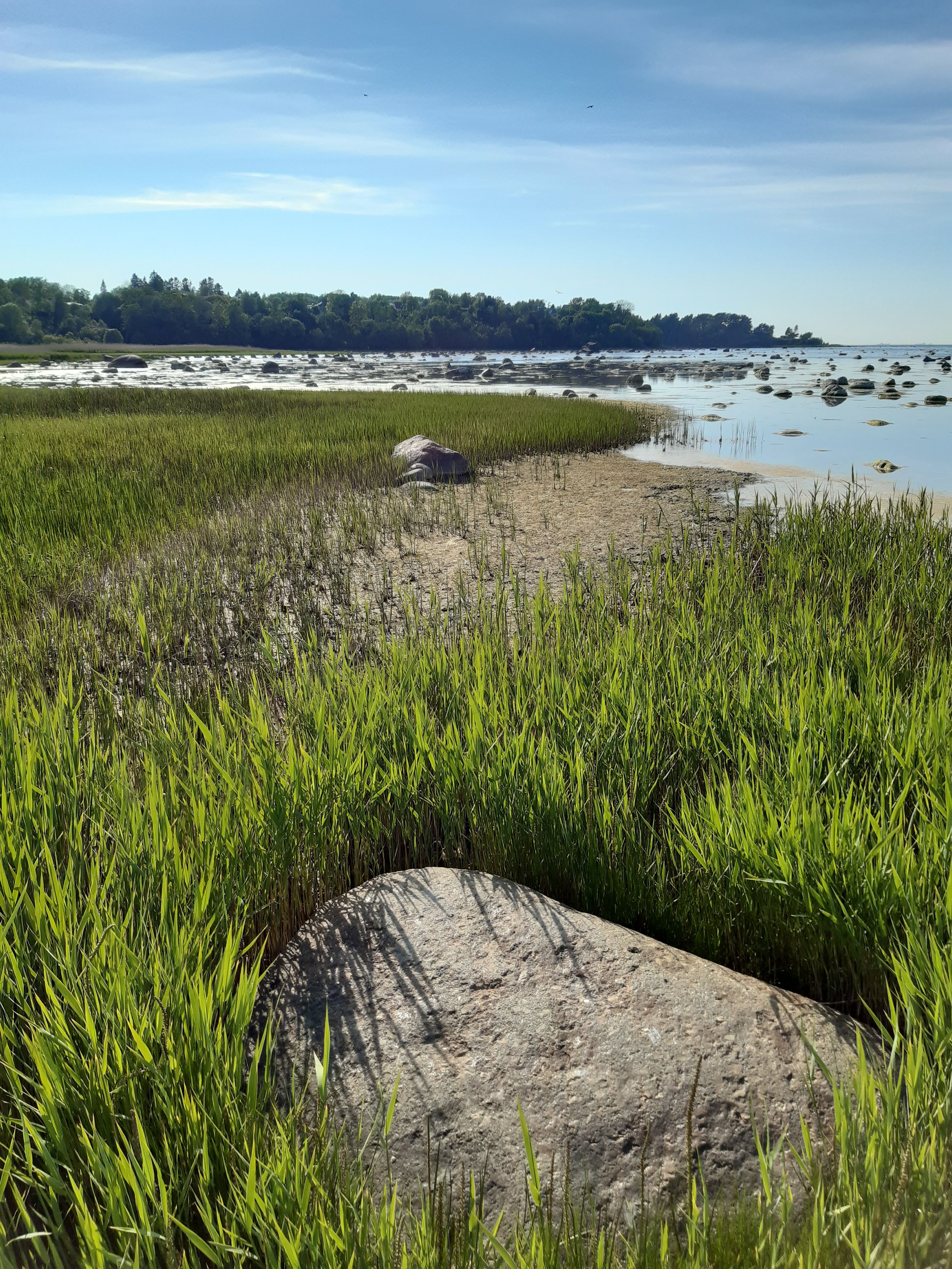 Tranquil Coastal Marshland Scene · Free Stock Photo
