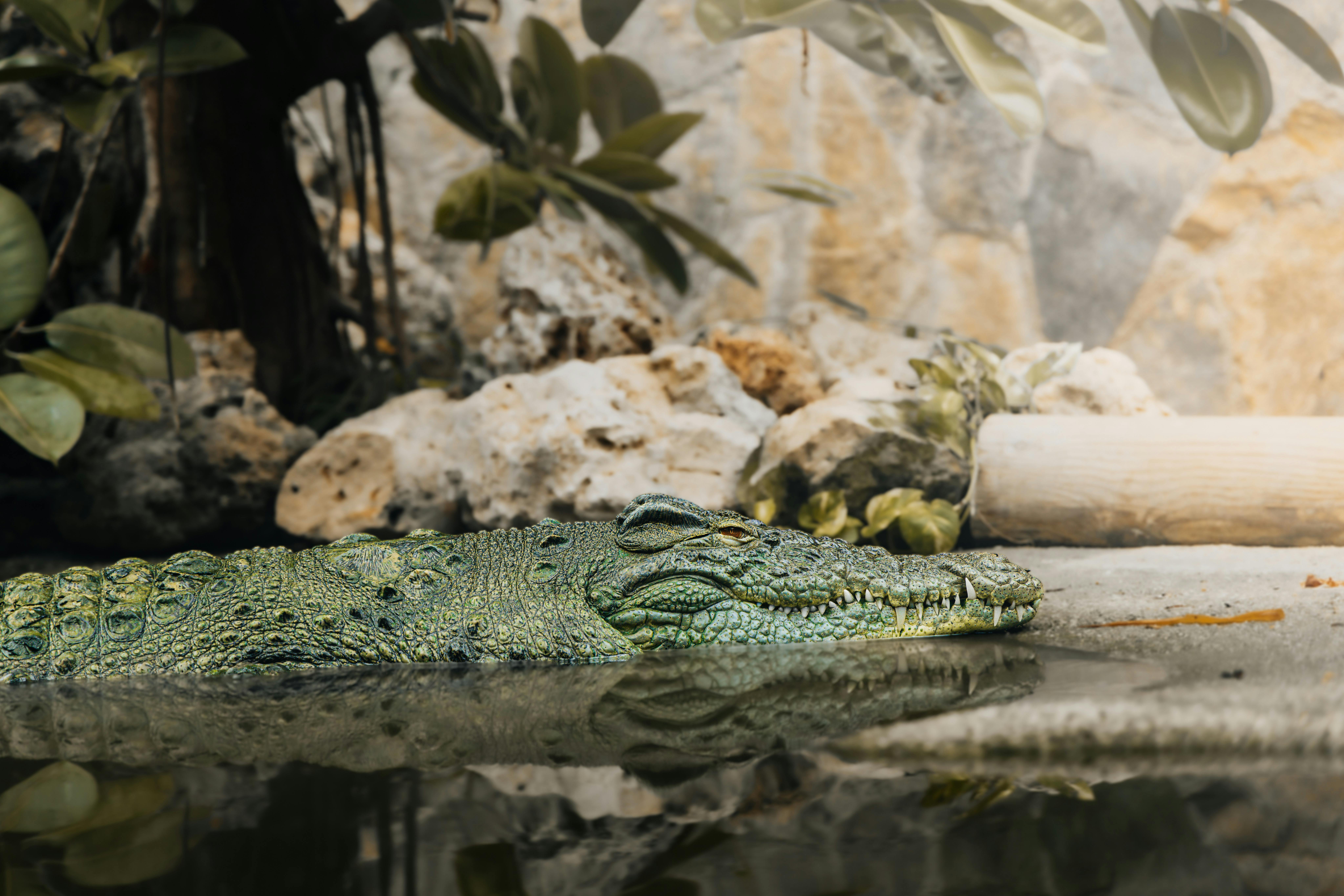 Close-up of Crocodile in Natural Habitat · Free Stock Photo