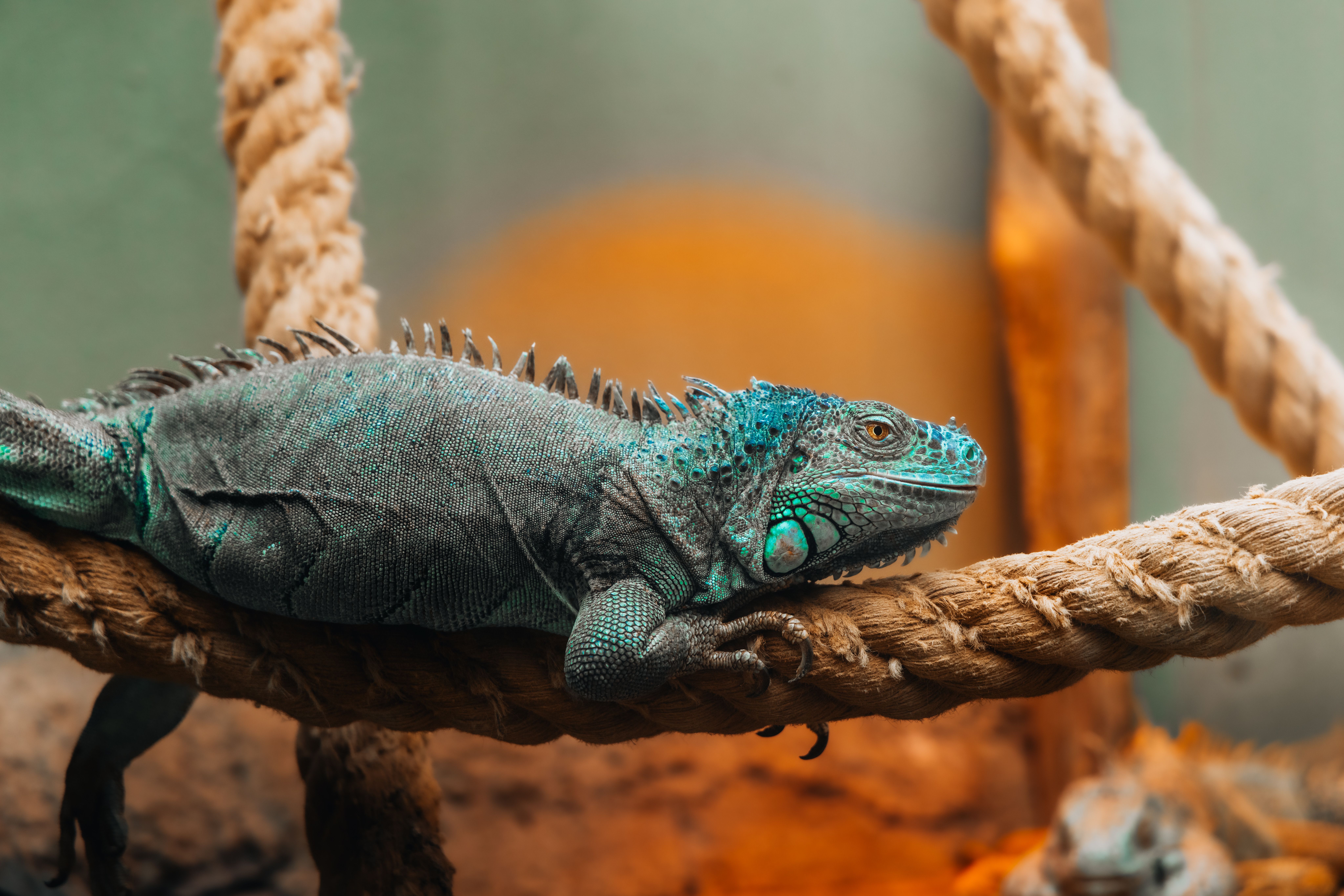 Colorful Iguana Resting on Rope in Zoo Habitat · Free Stock Photo