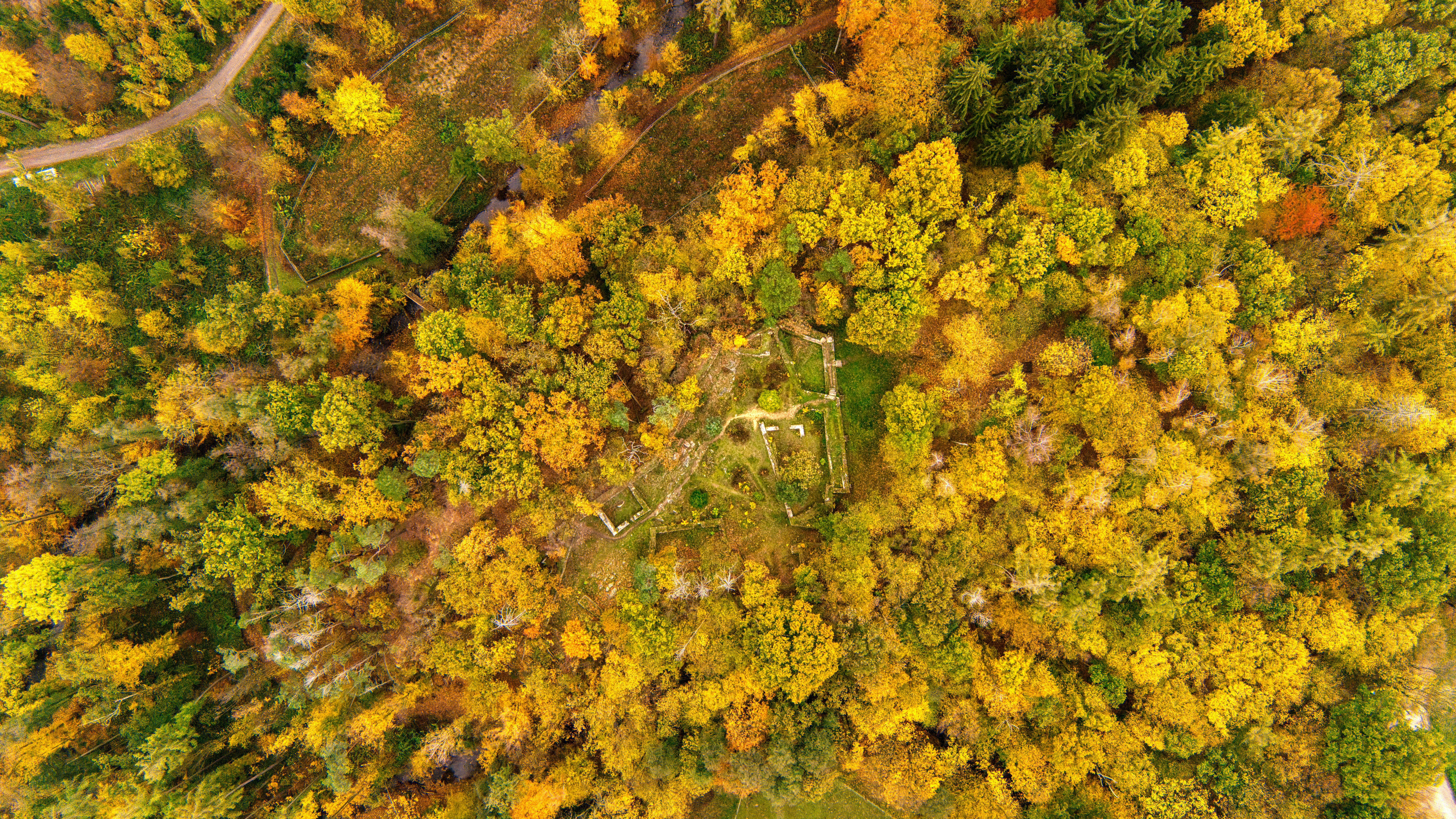 Fall Foliage Treetops Groundview Photos, Download The BEST Free Fall ...