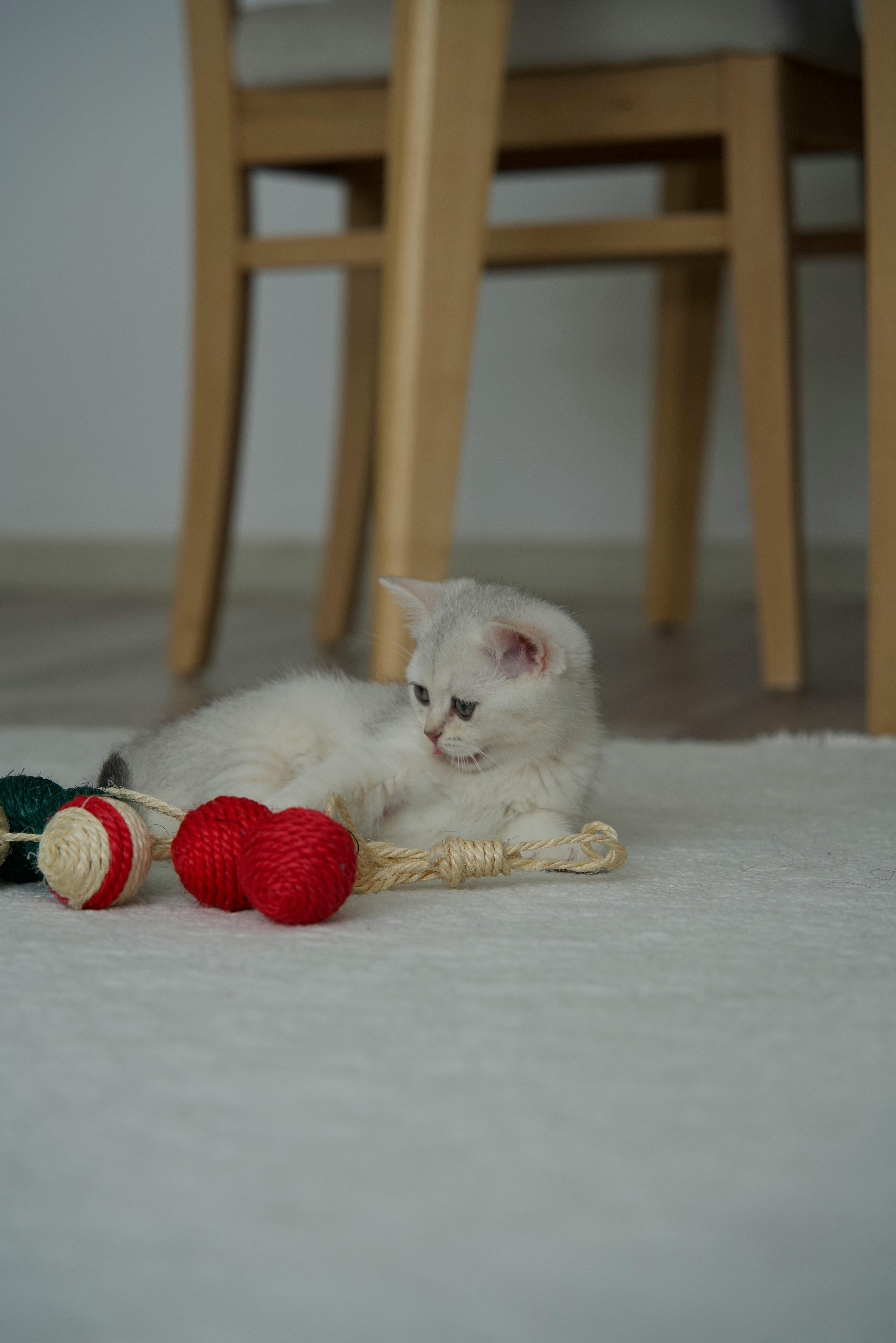 Cute White Kitten Playing with String Ball Toy Indoors · Free Stock Photo