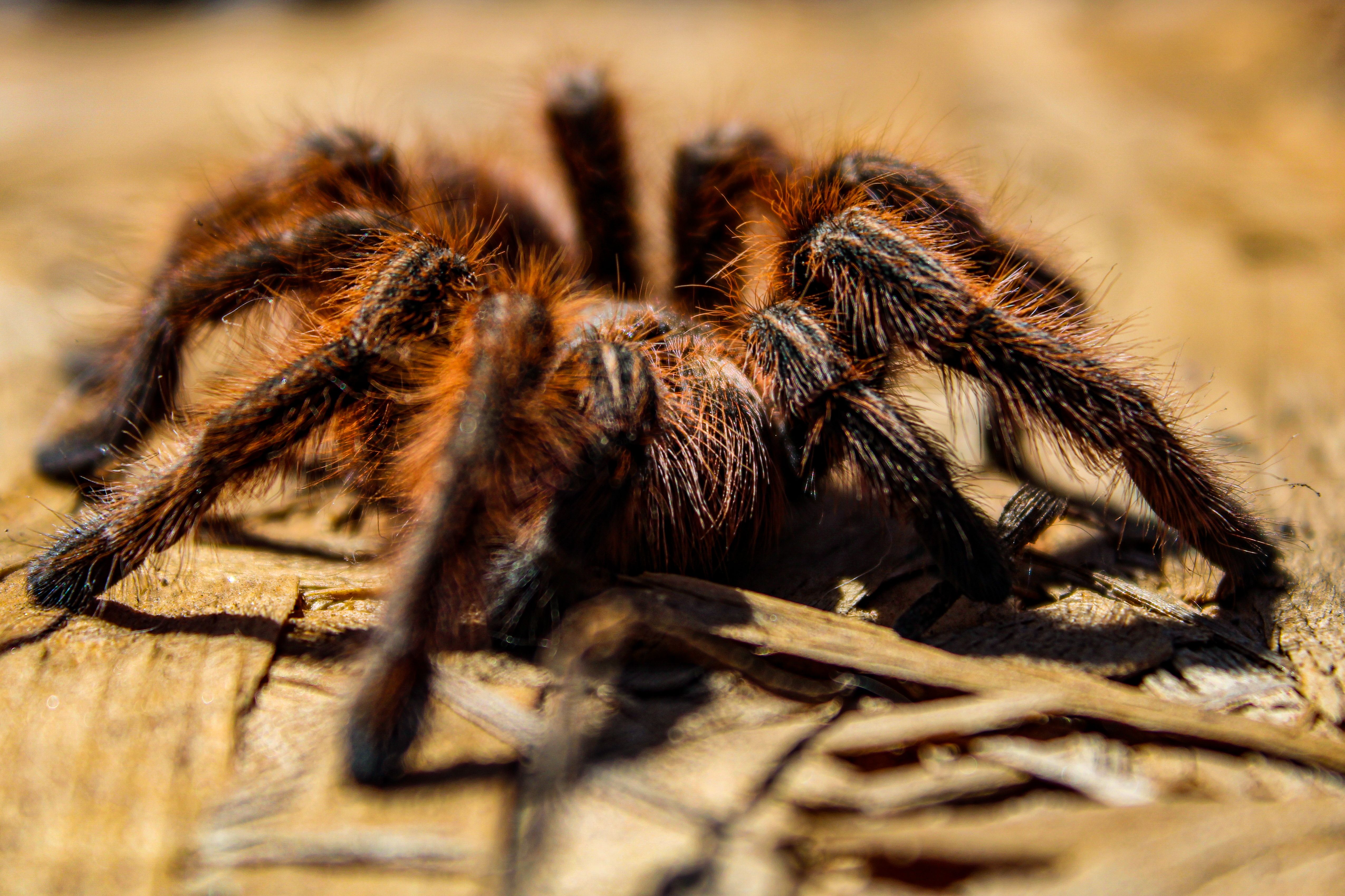 Close-Up of a Hairy Tarantula on Wood Surface · Free Stock Photo