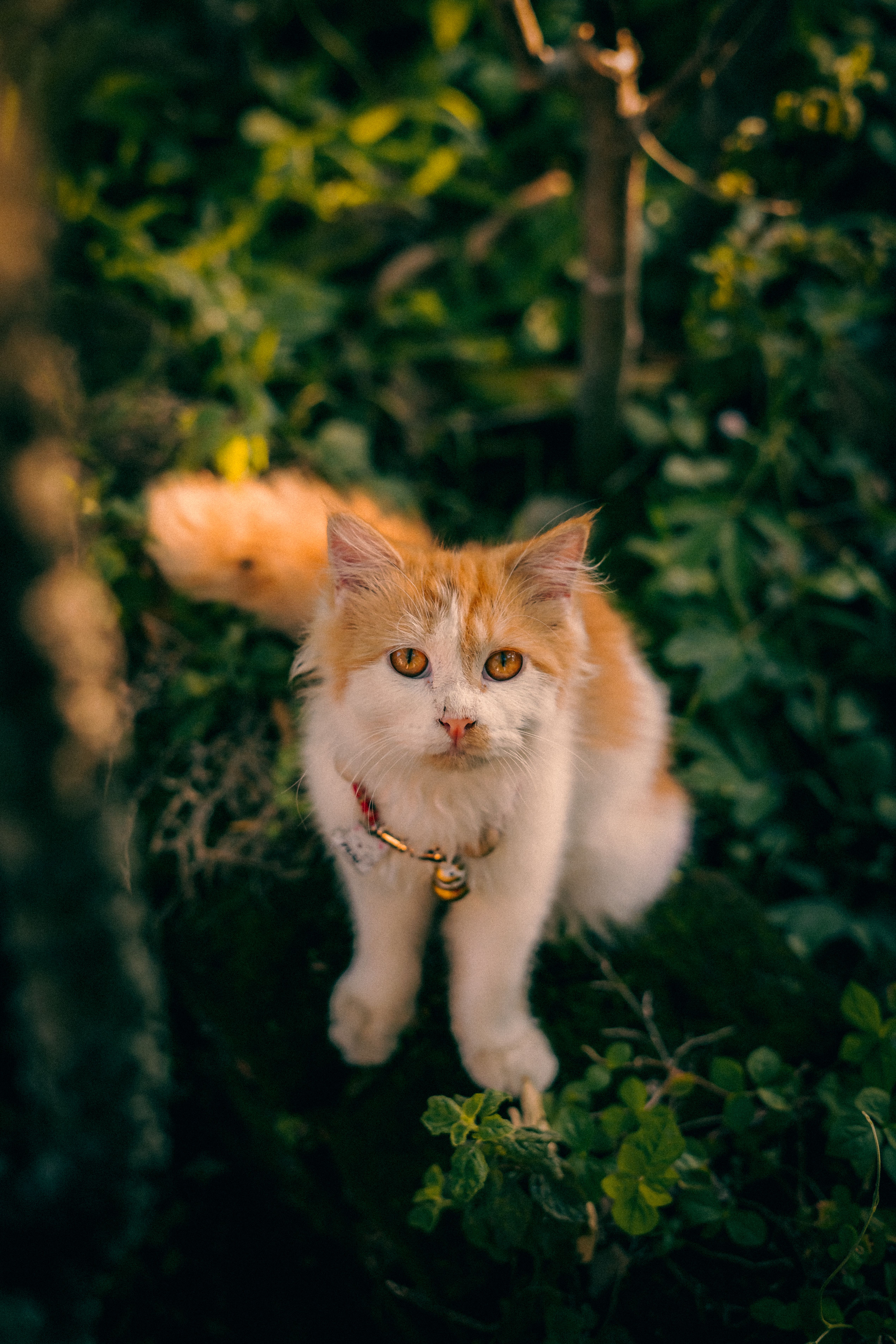 Cute Kitten among Leaves, Looking up · Free Stock Photo