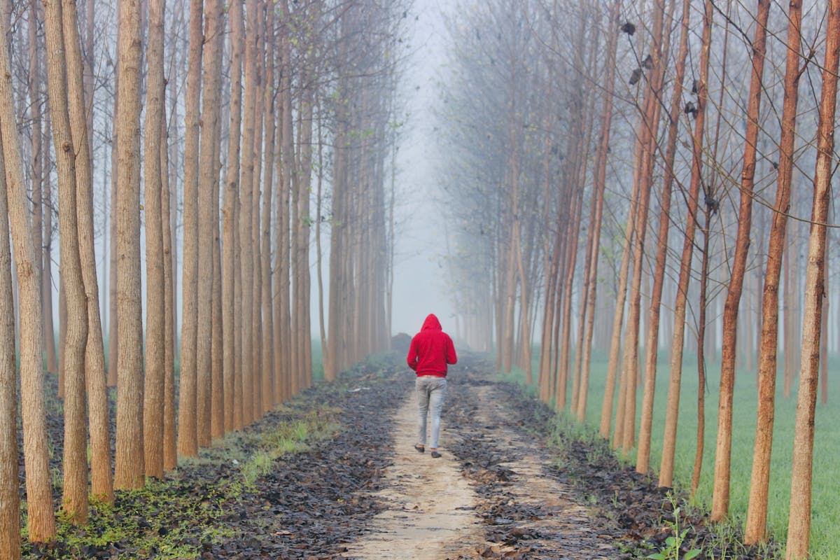 Foggy Path Photos, Download The BEST Free Foggy Path Stock Photos & HD ...
