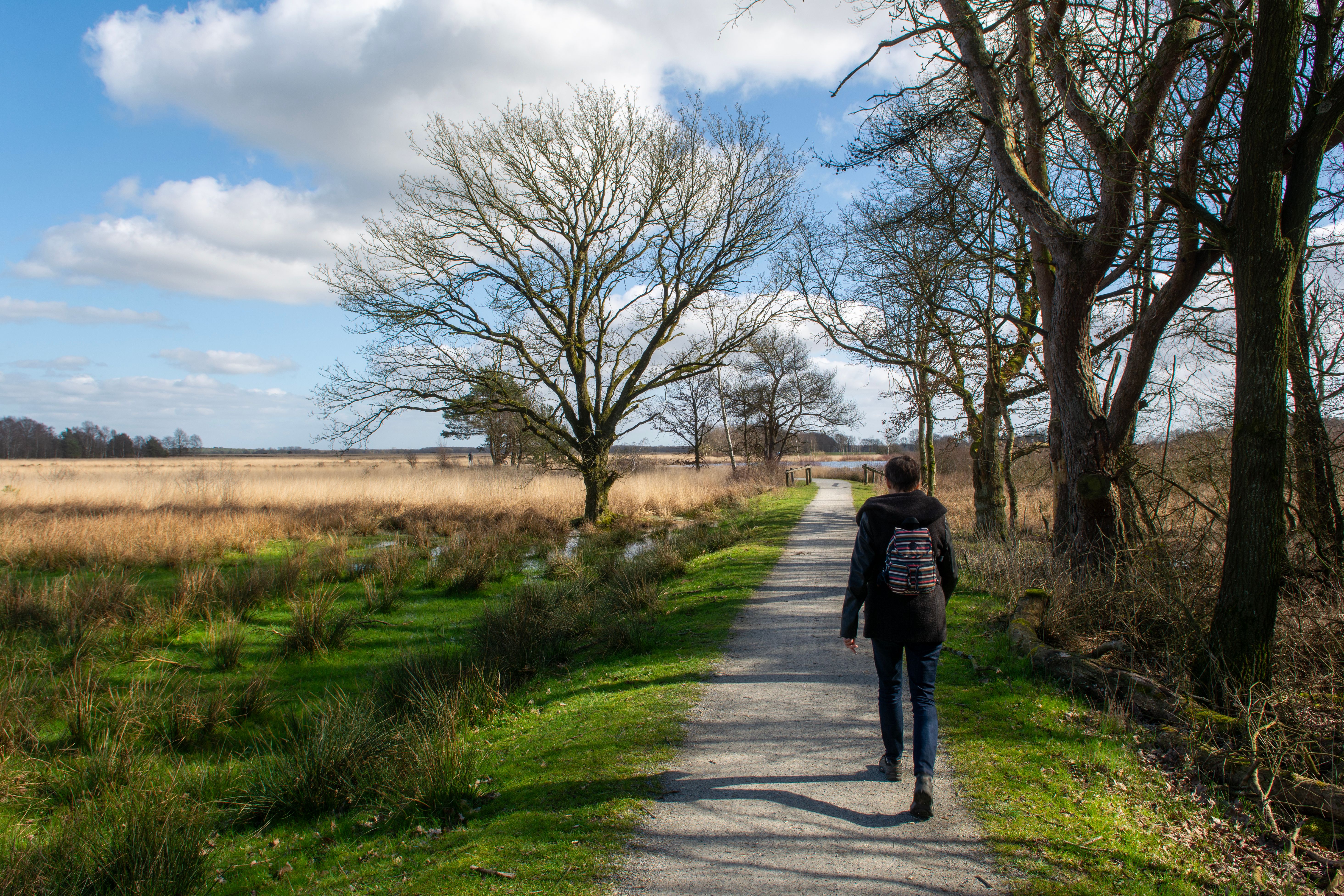 Scenic Nature Walk on a Sunny Day · Free Stock Photo
