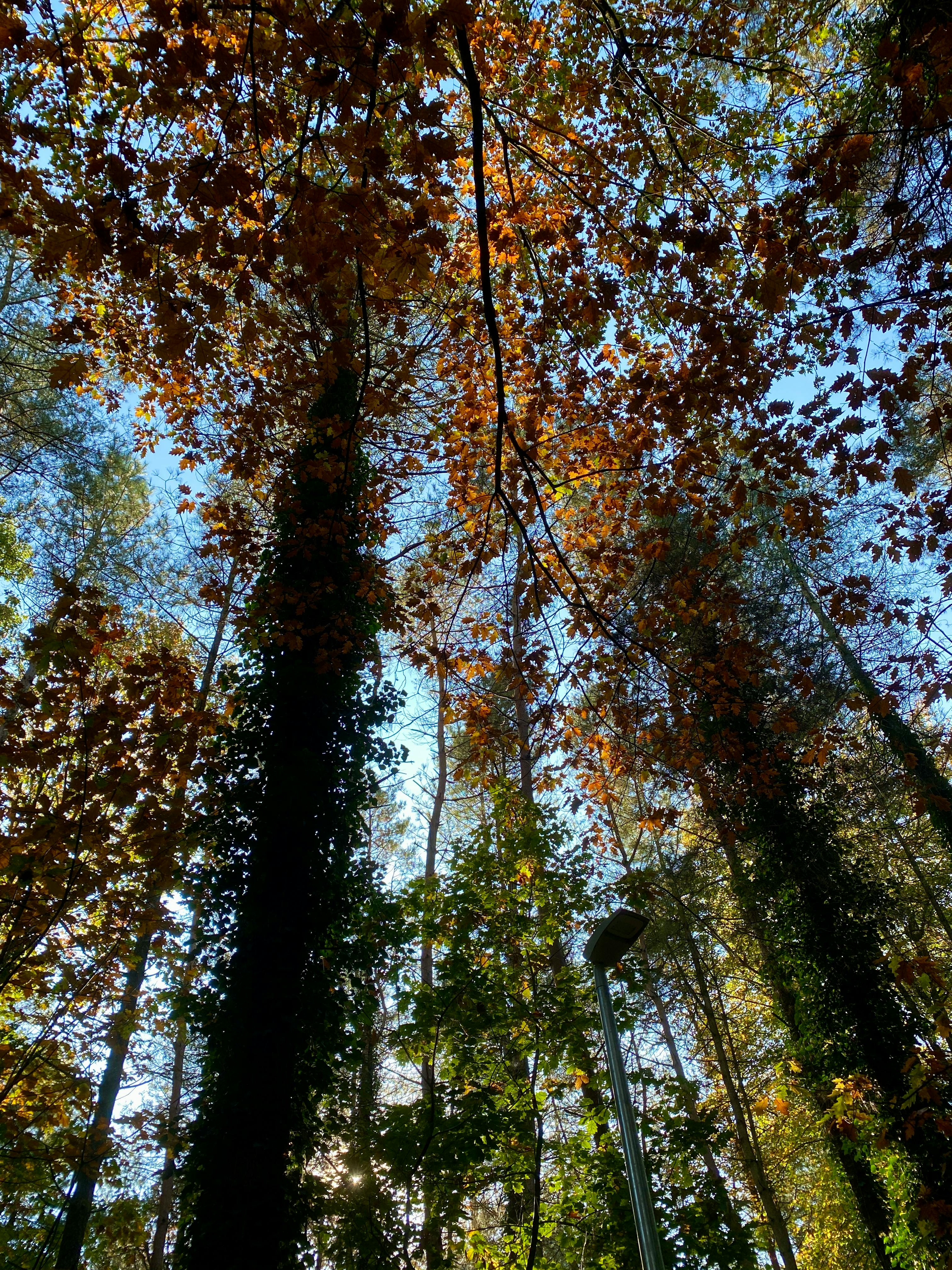 Scenic Autumn Forest in Grobbendonk, Belgium · Free Stock Photo