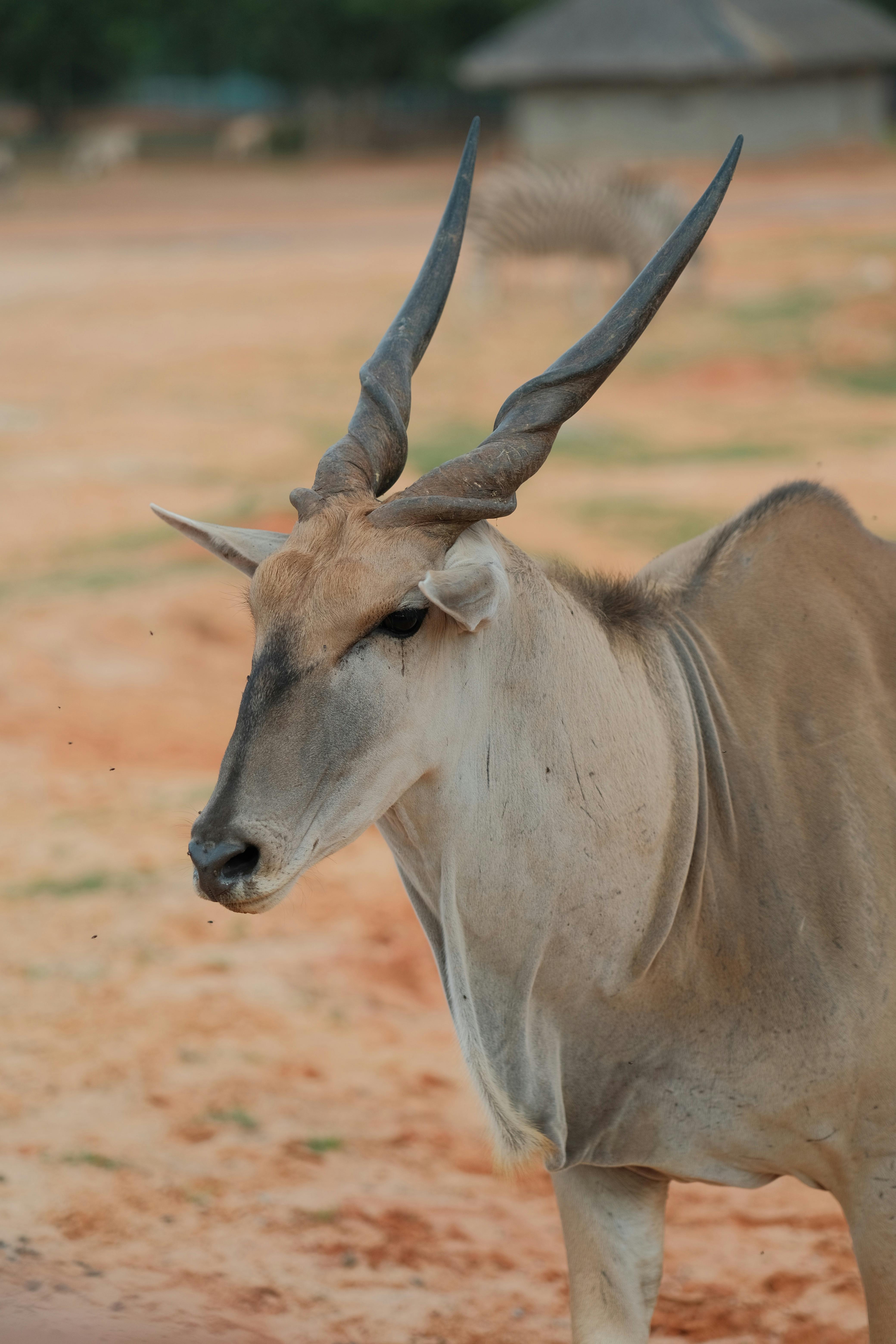 Close-up of Common Eland in Natural Habitat · Free Stock Photo