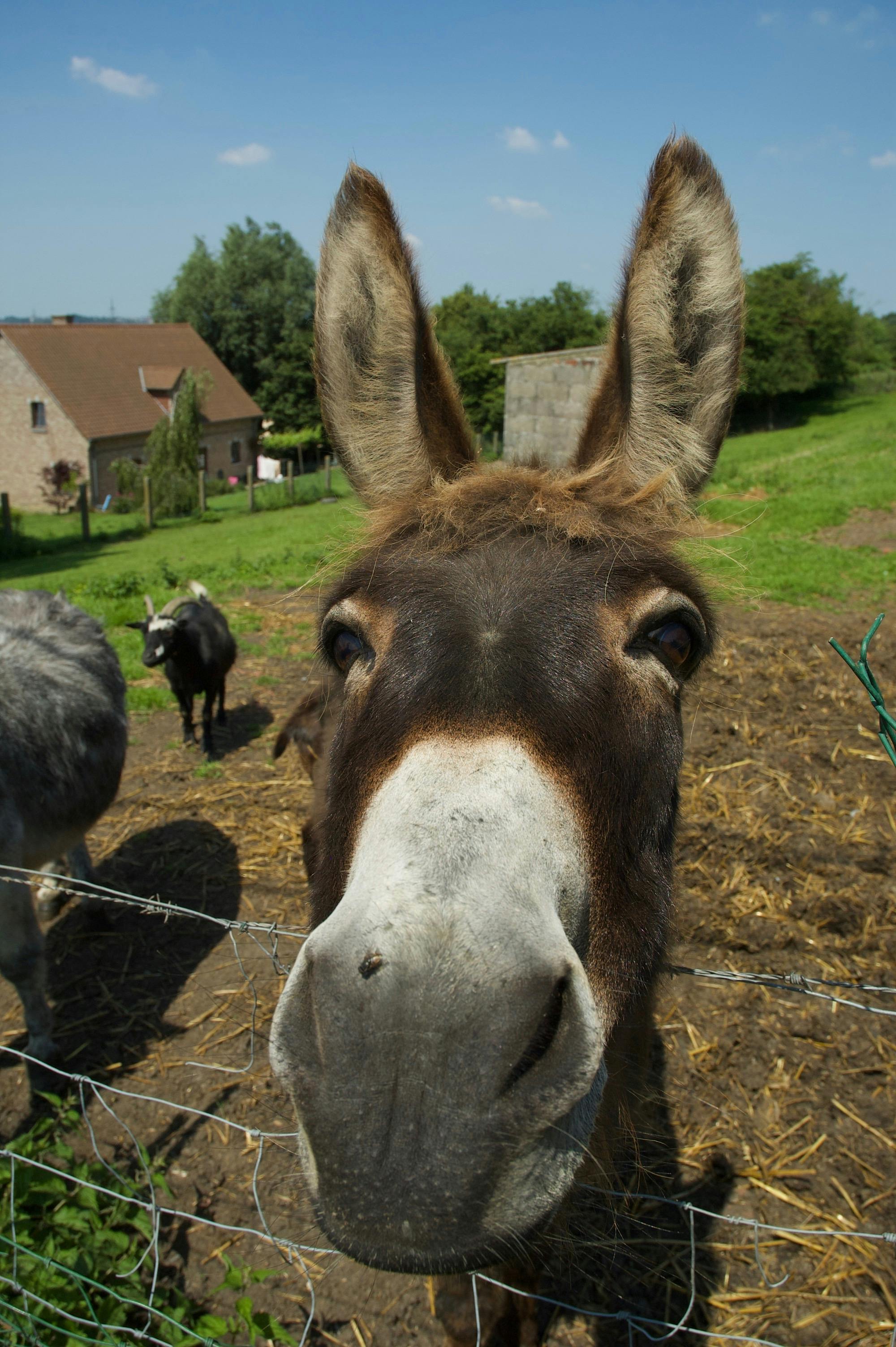 Funny Donkey Photos, Download The BEST Free Funny Donkey Stock Photos ...