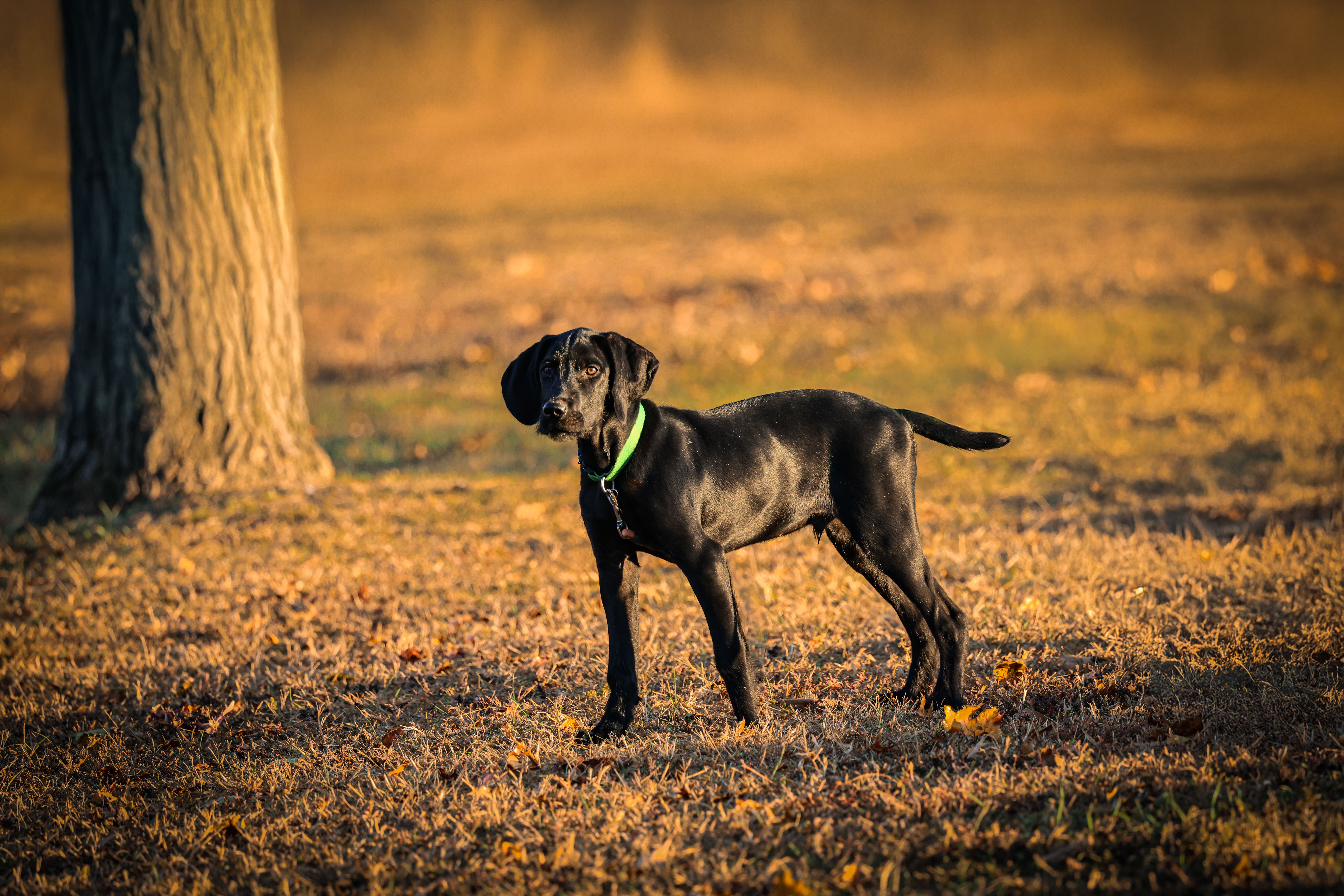 Black Labrador Enjoying Fall Morning in Stamford Park · Free Stock Photo