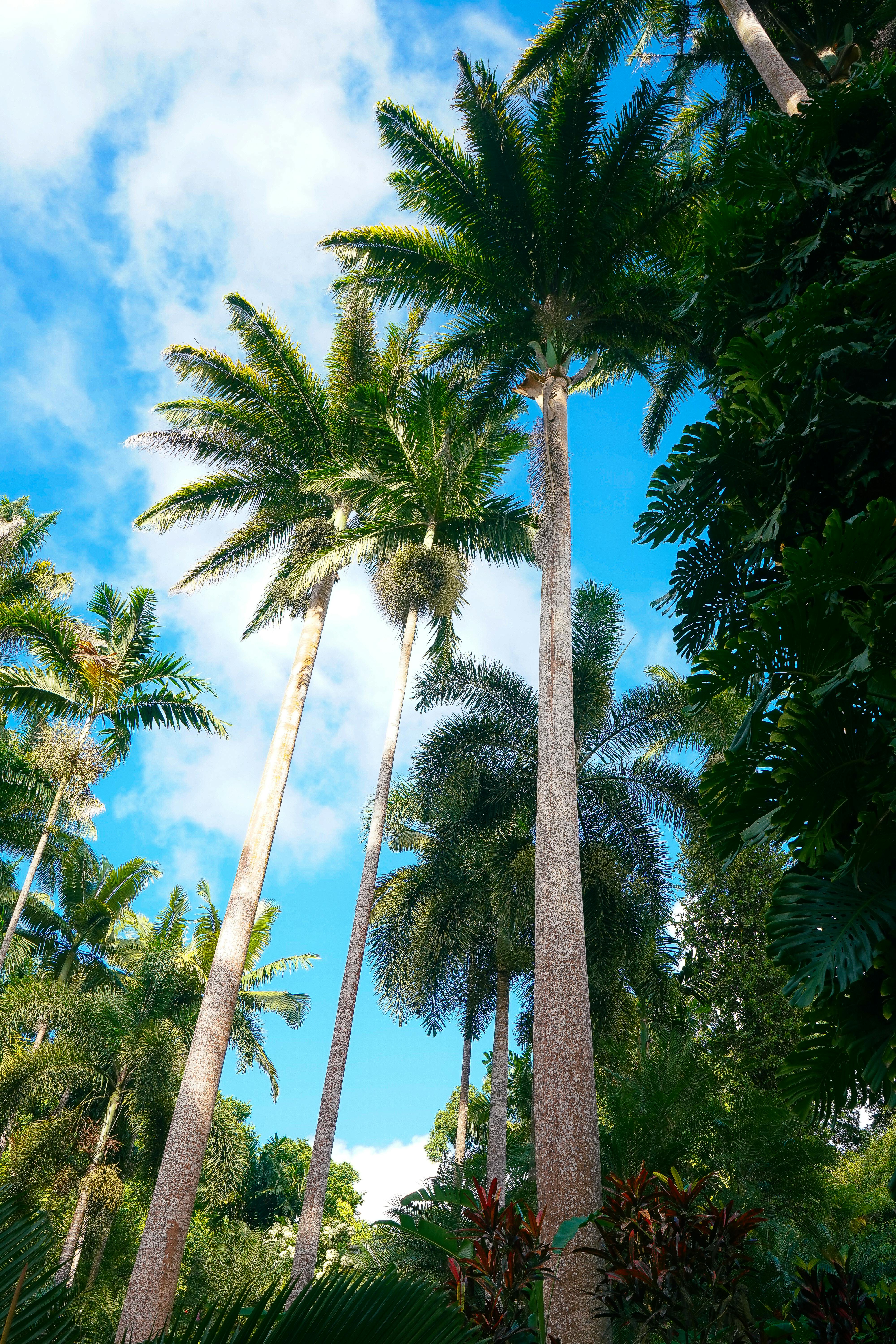 Majestic Palm Trees in Hunte's Gardens, Barbados · Free Stock Photo