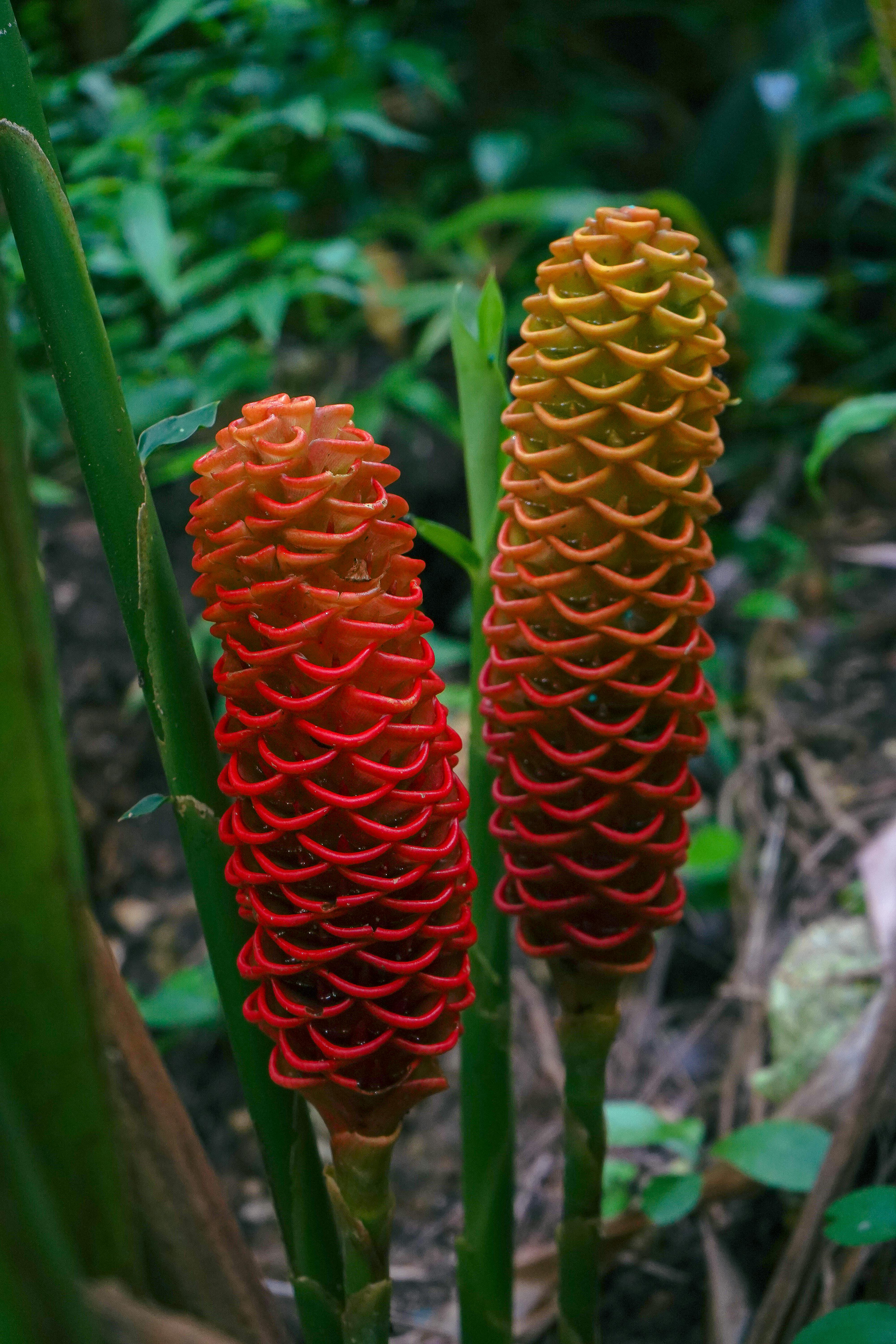 Colorful Tropical Ginger Flowers in Barbados · Free Stock Photo