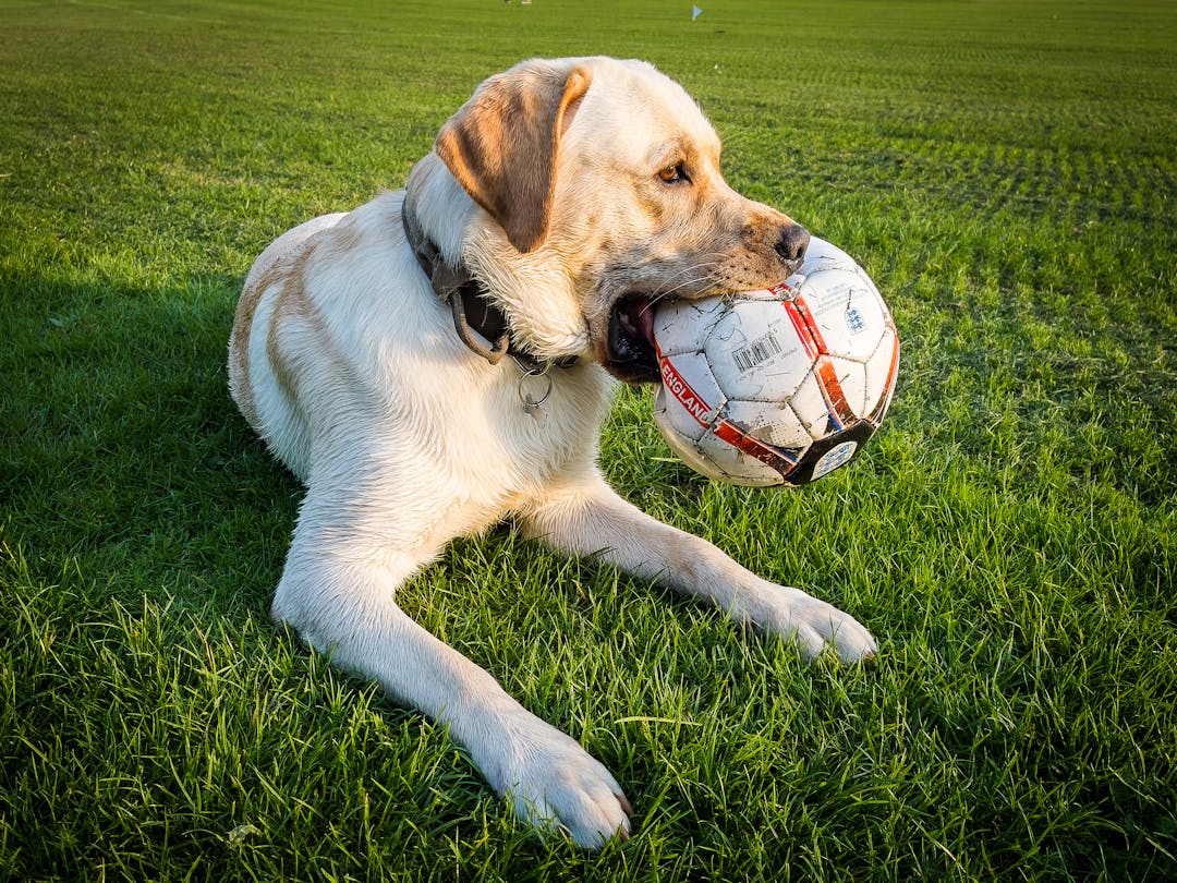 Dog Football Team: Breeds, Strategies, and Mascots Explained