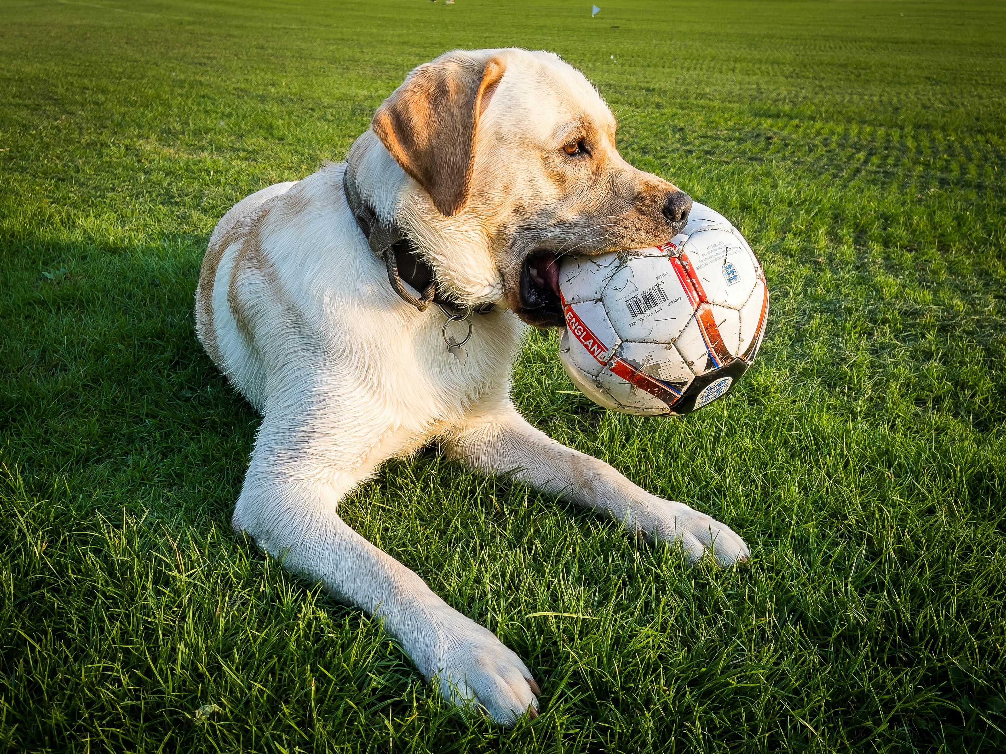 Labrador Retriever Playing with Soccer Ball on Field · Free Stock Photo