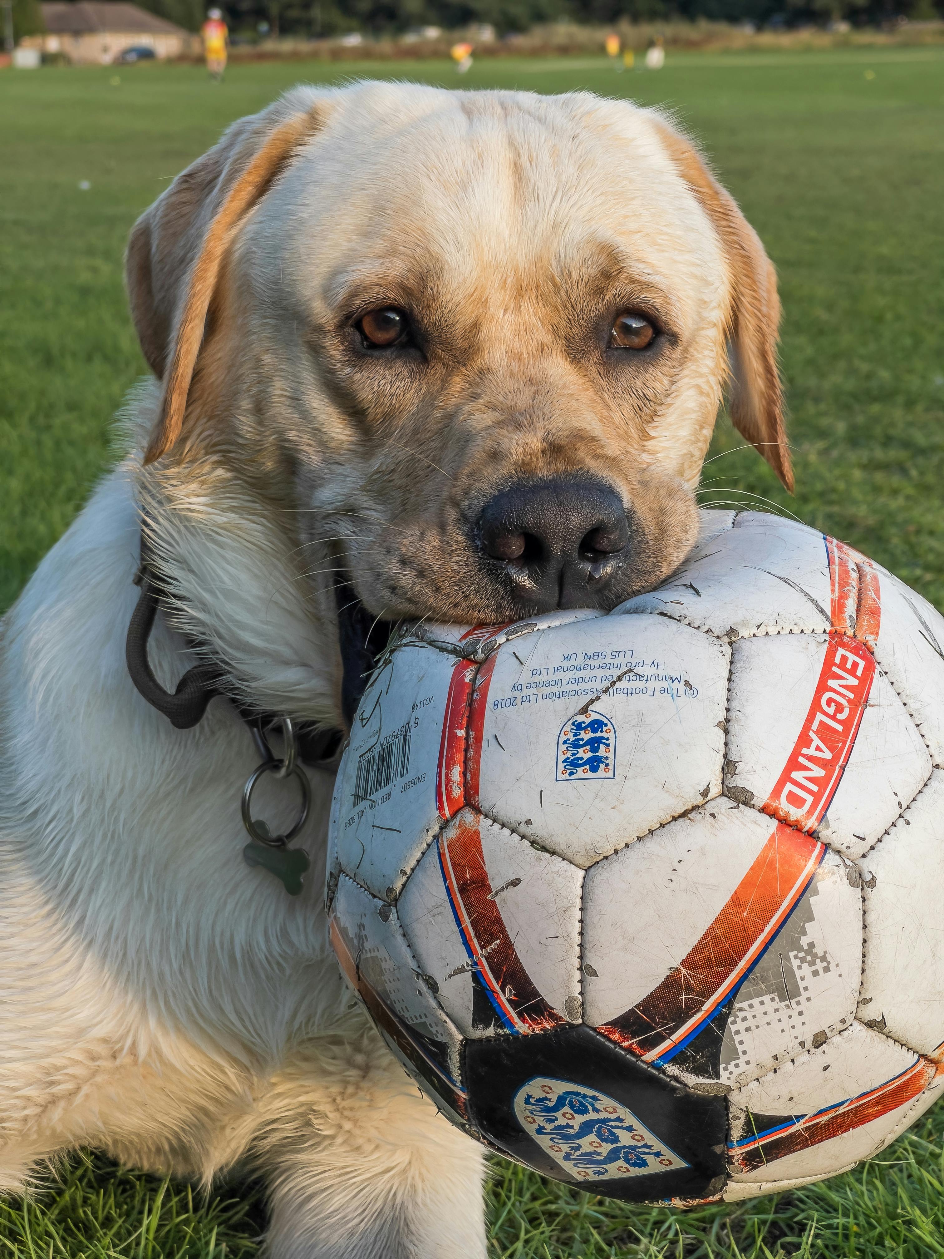 Labrador Retriever Holding Football on Field · Free Stock Photo