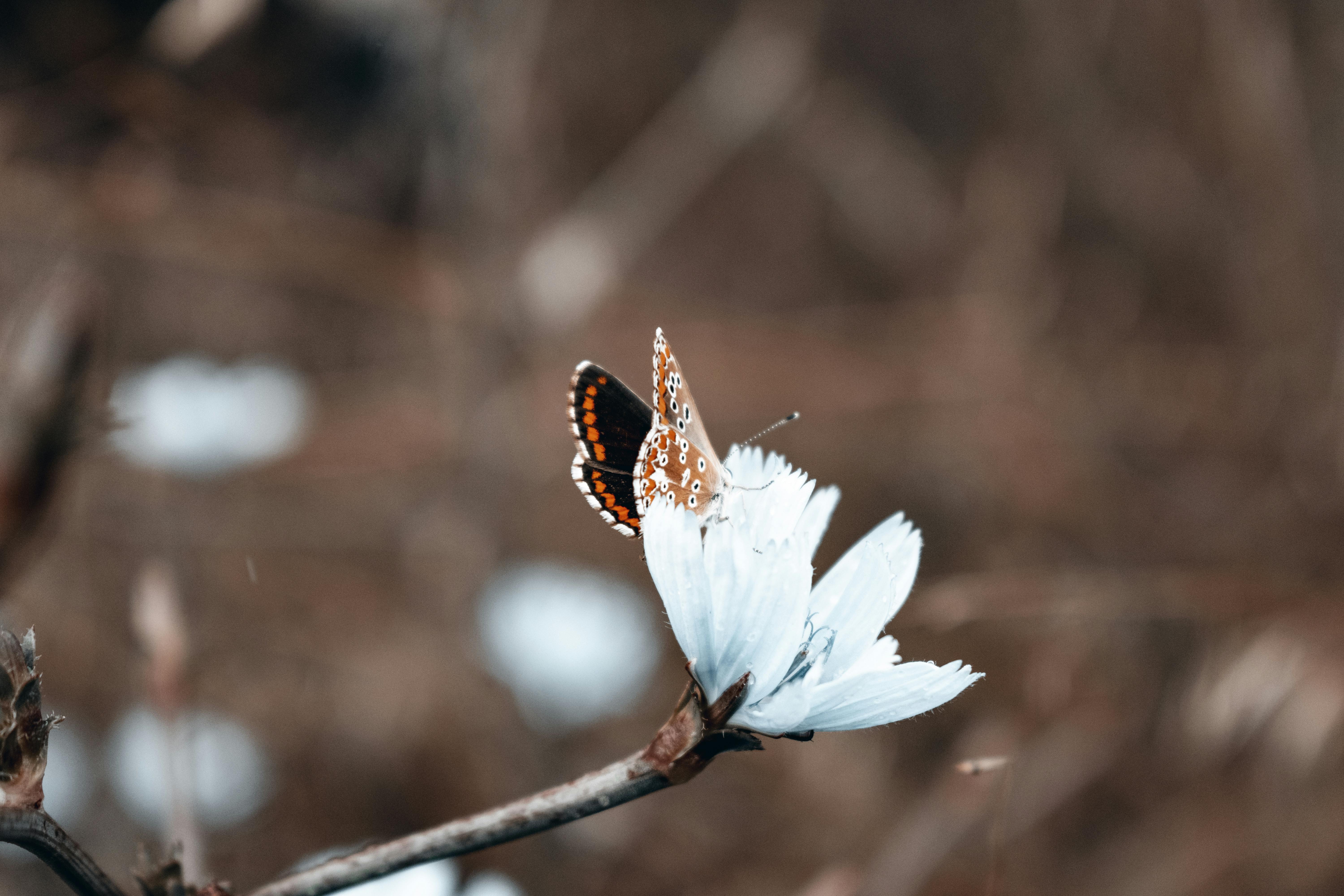 Flutter Hub Photos, Download The BEST Free Flutter Hub Stock Photos ...