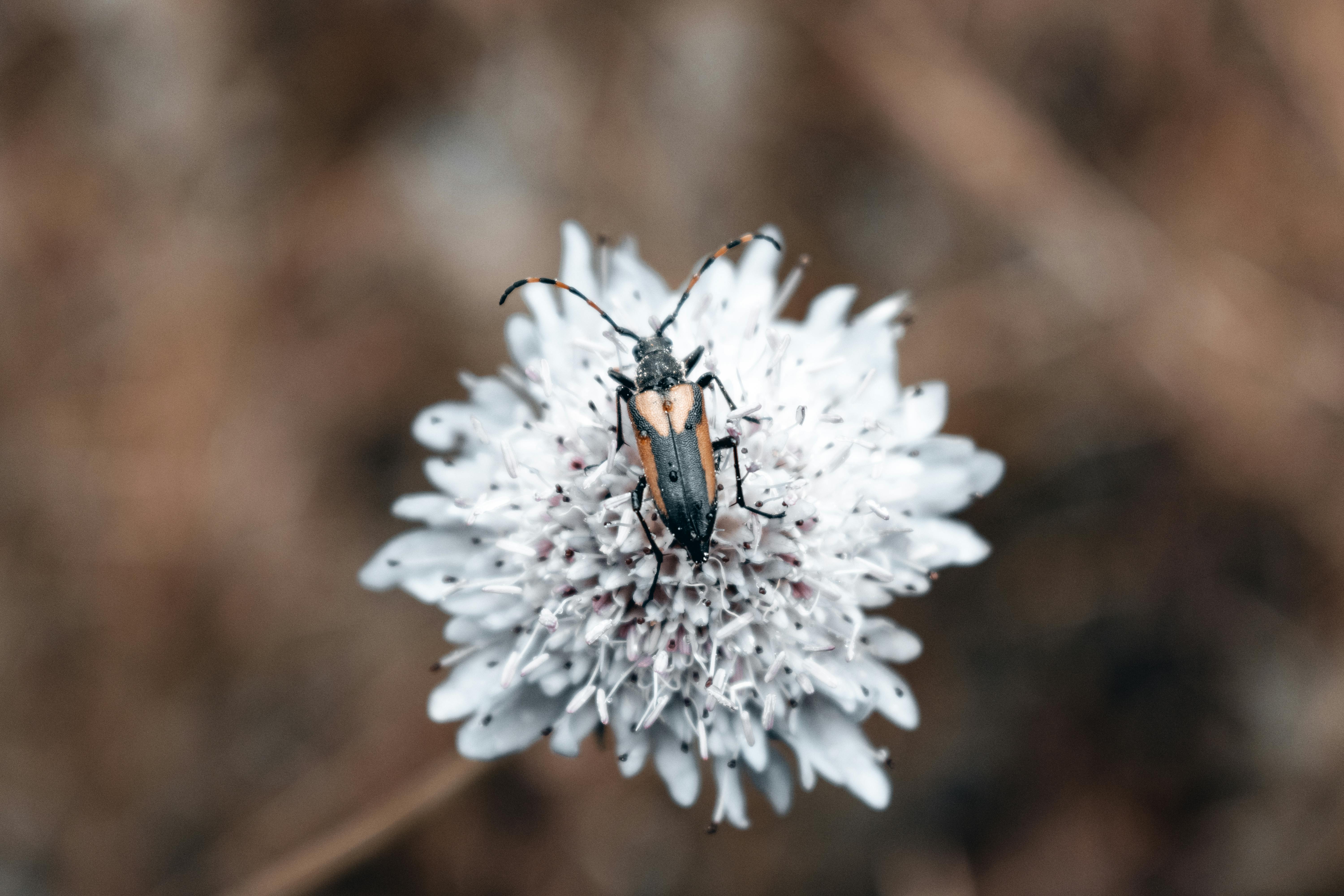 Tesla Stalk Photos, Download The BEST Free Tesla Stalk Stock Photos ...