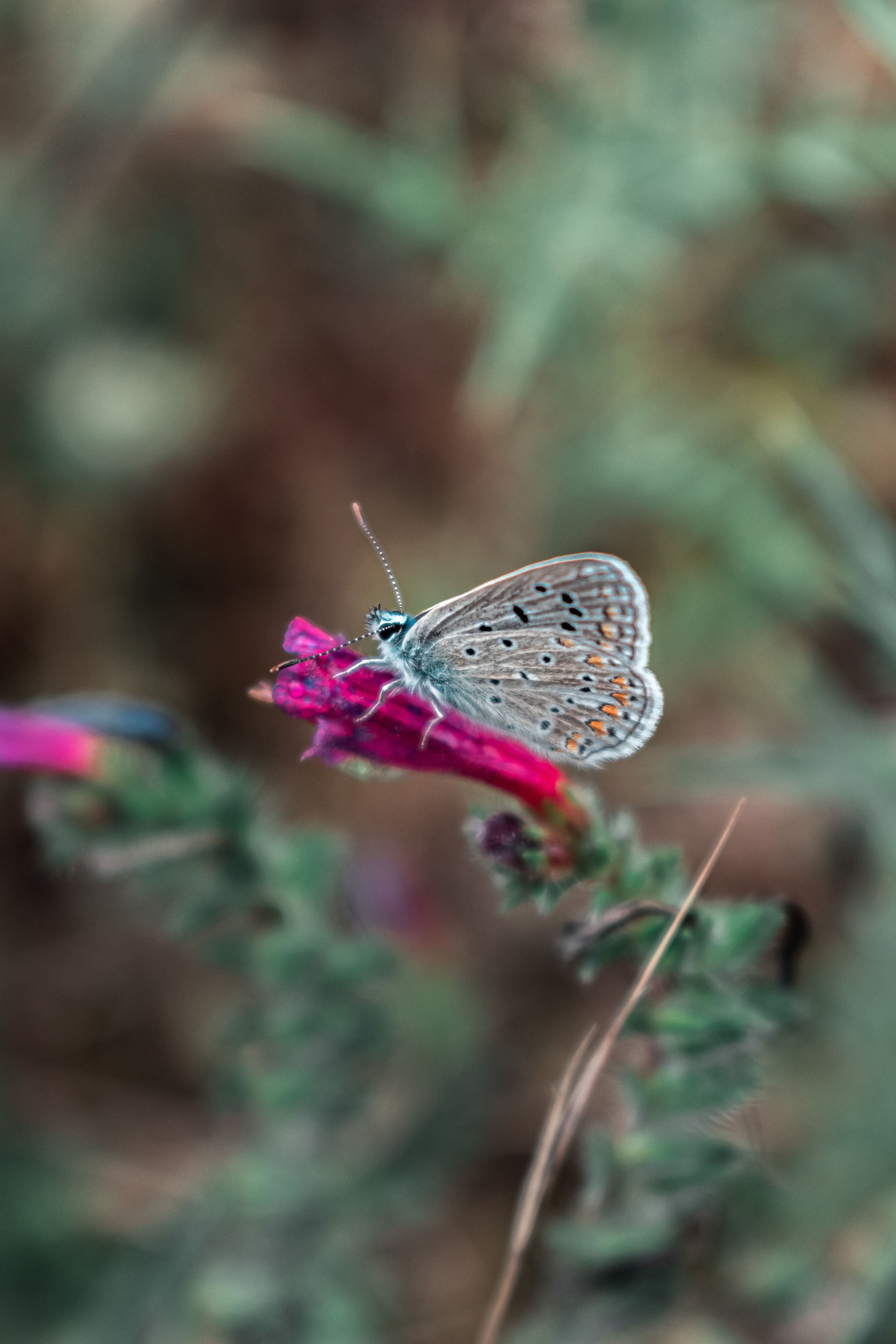 Papillon Bleu Commun Sur Une Fleur Rose Dans La Nature · Photo gratuite