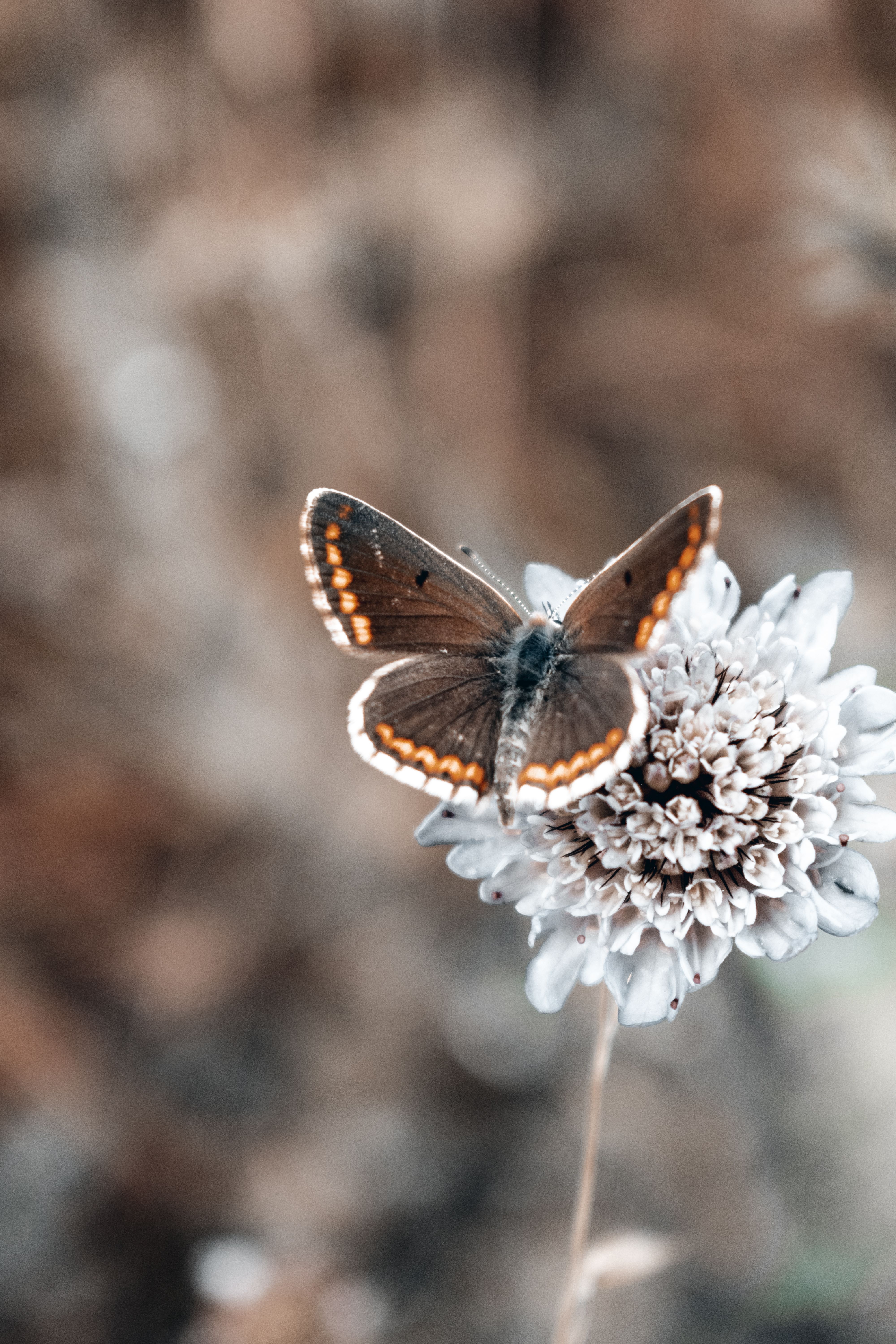 Elegant Butterfly on Blooming Flower in Nature · Free Stock Photo
