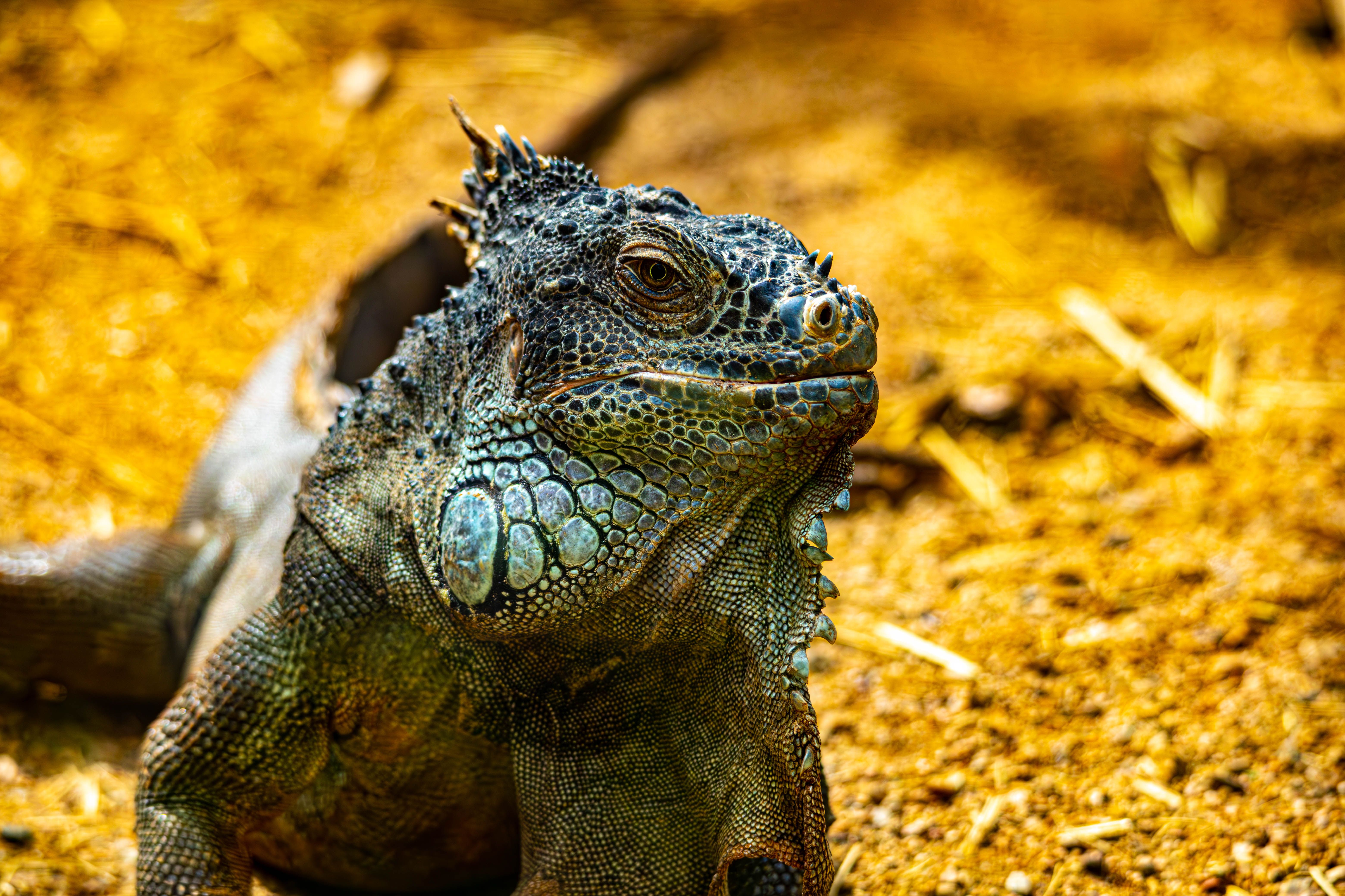 Close-Up Portrait of a Green Iguana in Natural Habitat · Free Stock Photo