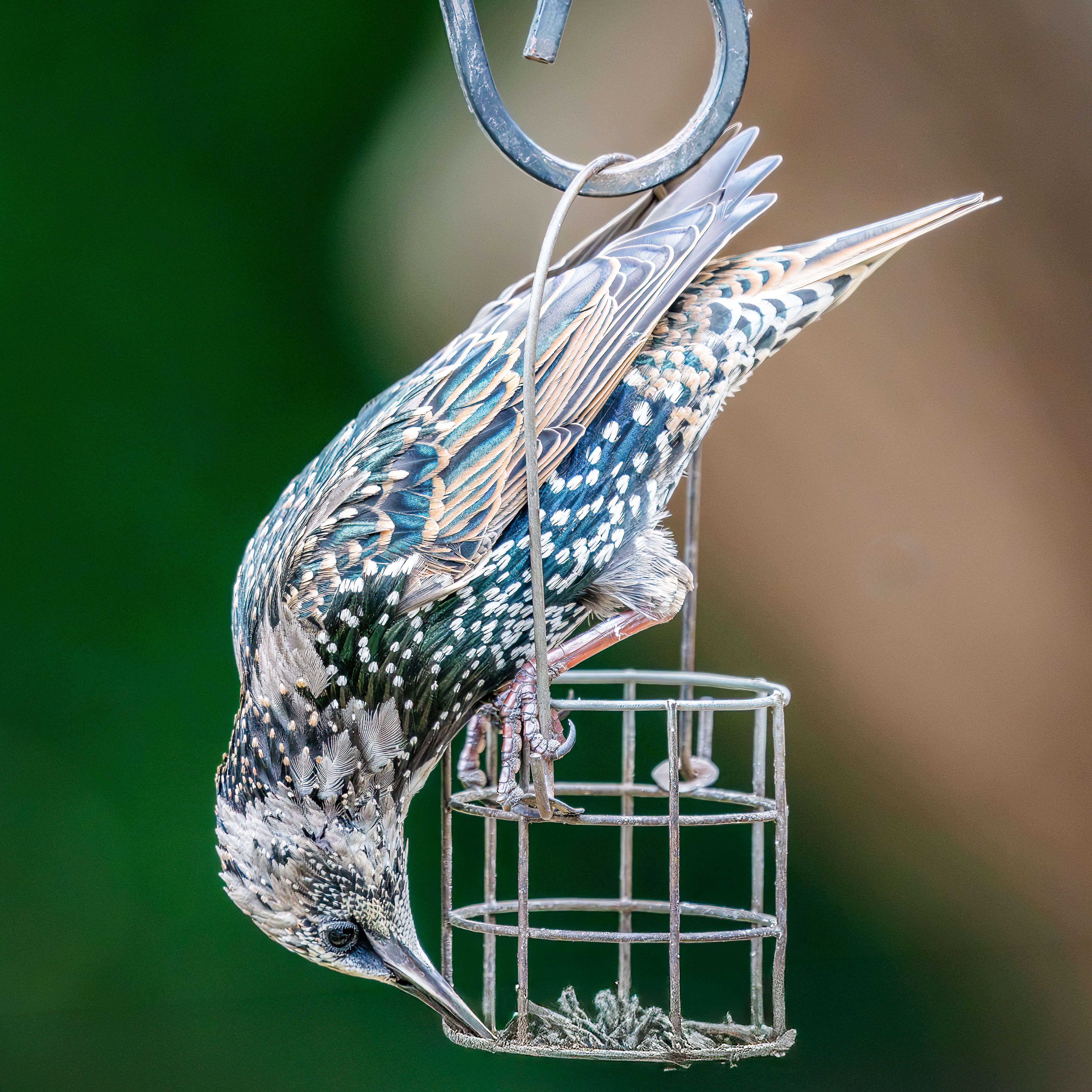 Starling Feeding on Garden Bird Feeder in England · Free Stock Photo