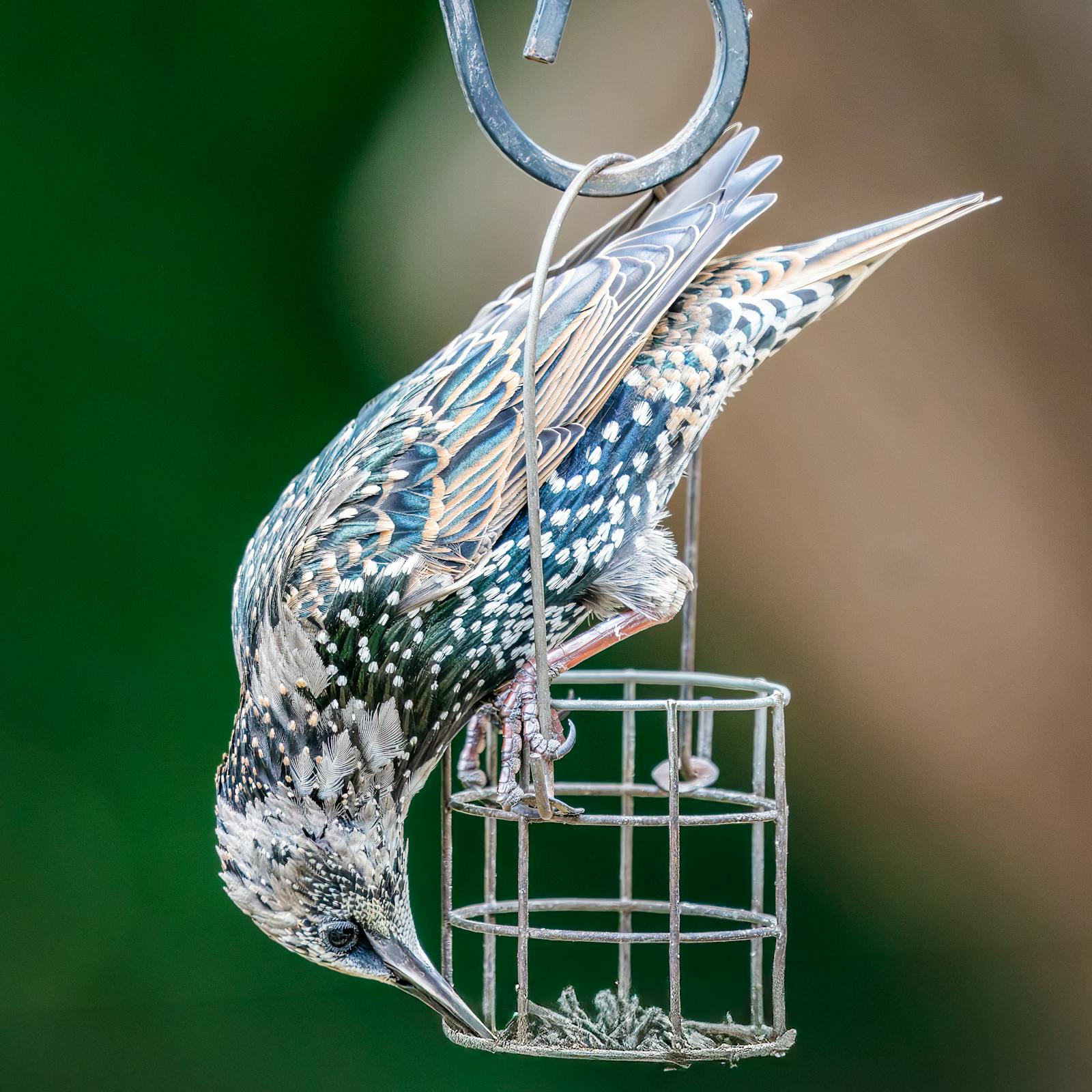 Bird Food Photos, Download The BEST Free Bird Food Stock Photos & HD Images